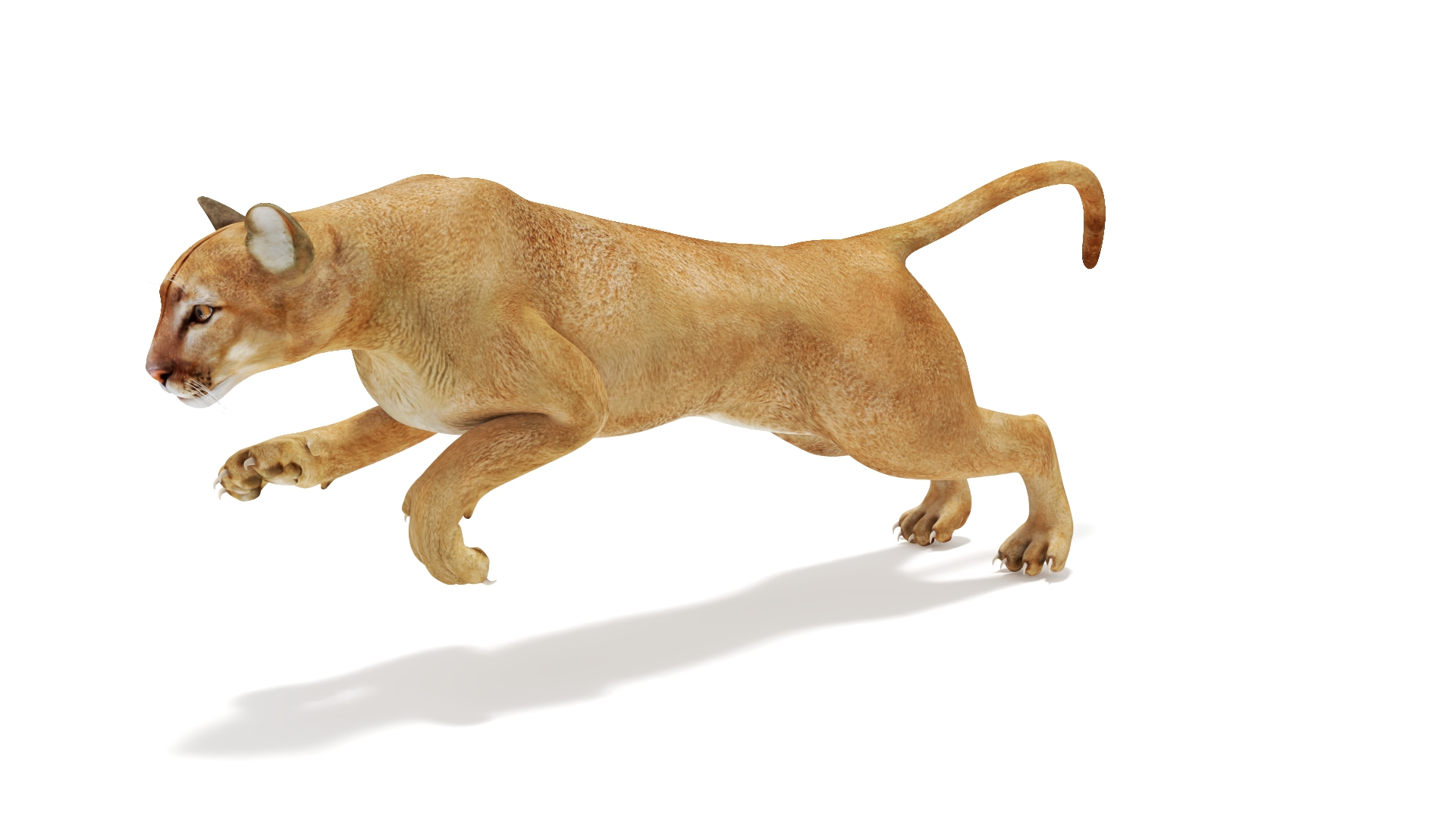 3D Jumping Puma - TurboSquid 2230640