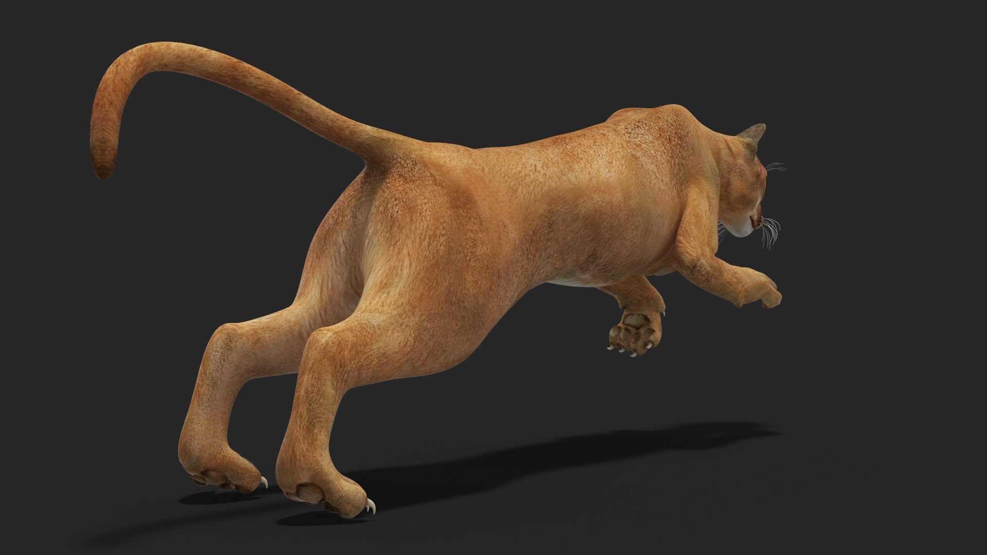 3D Jumping Puma - TurboSquid 2230640