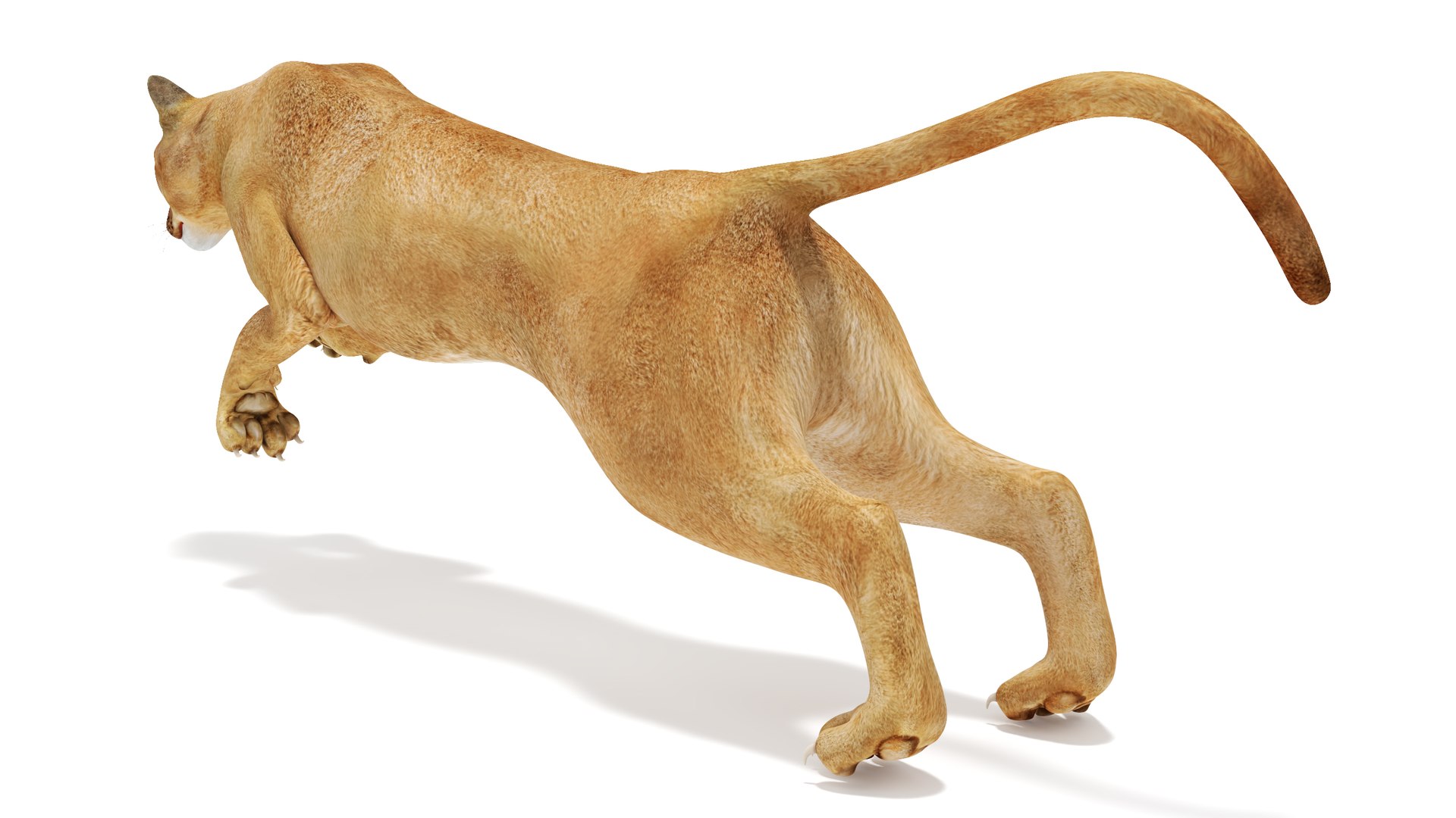 3D Jumping Puma - TurboSquid 2230640