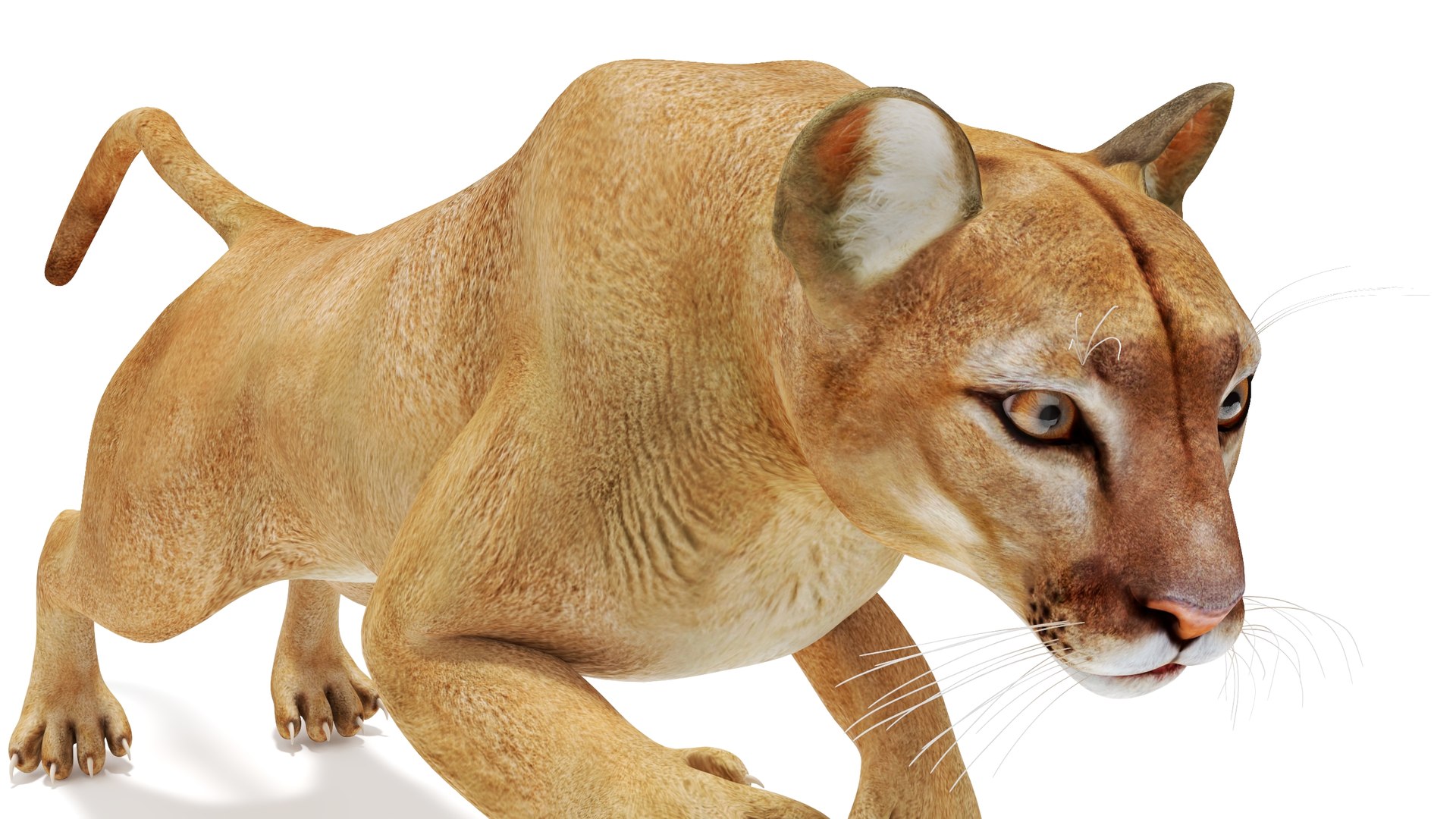 3D Jumping Puma - TurboSquid 2230640