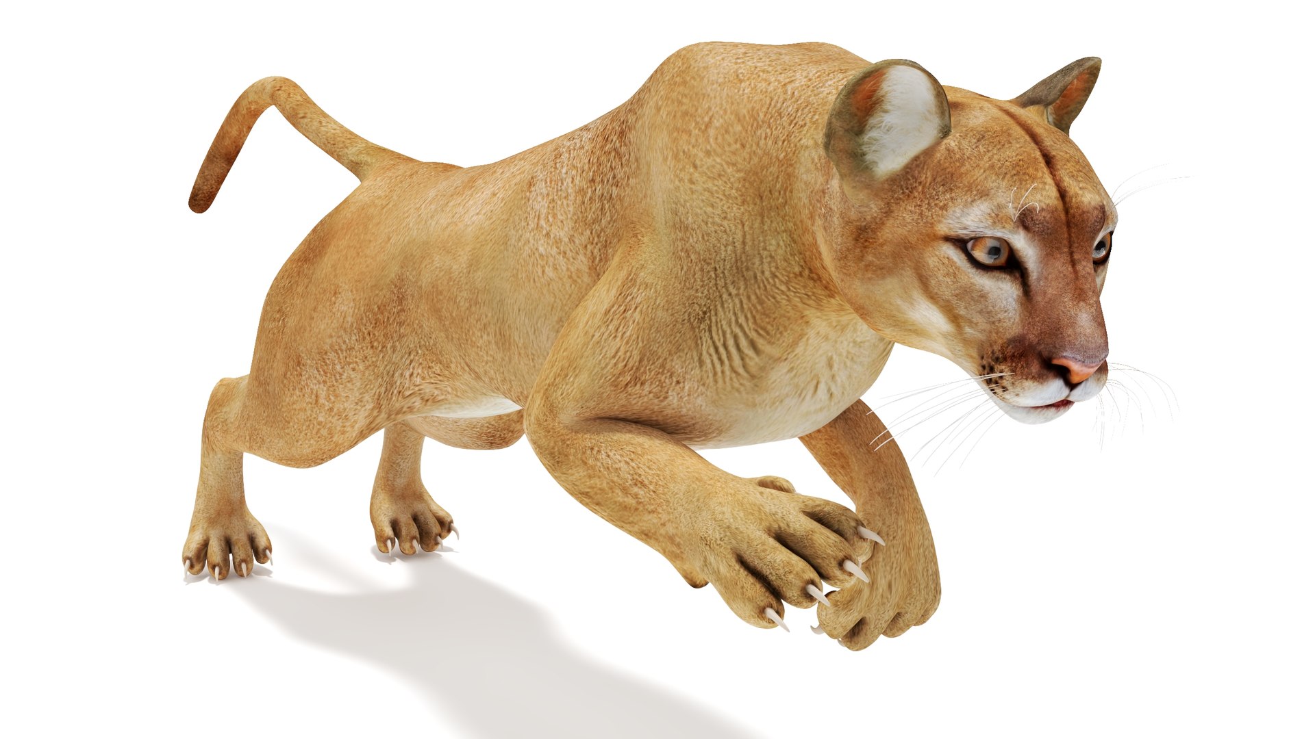 3D Jumping Puma - TurboSquid 2230640
