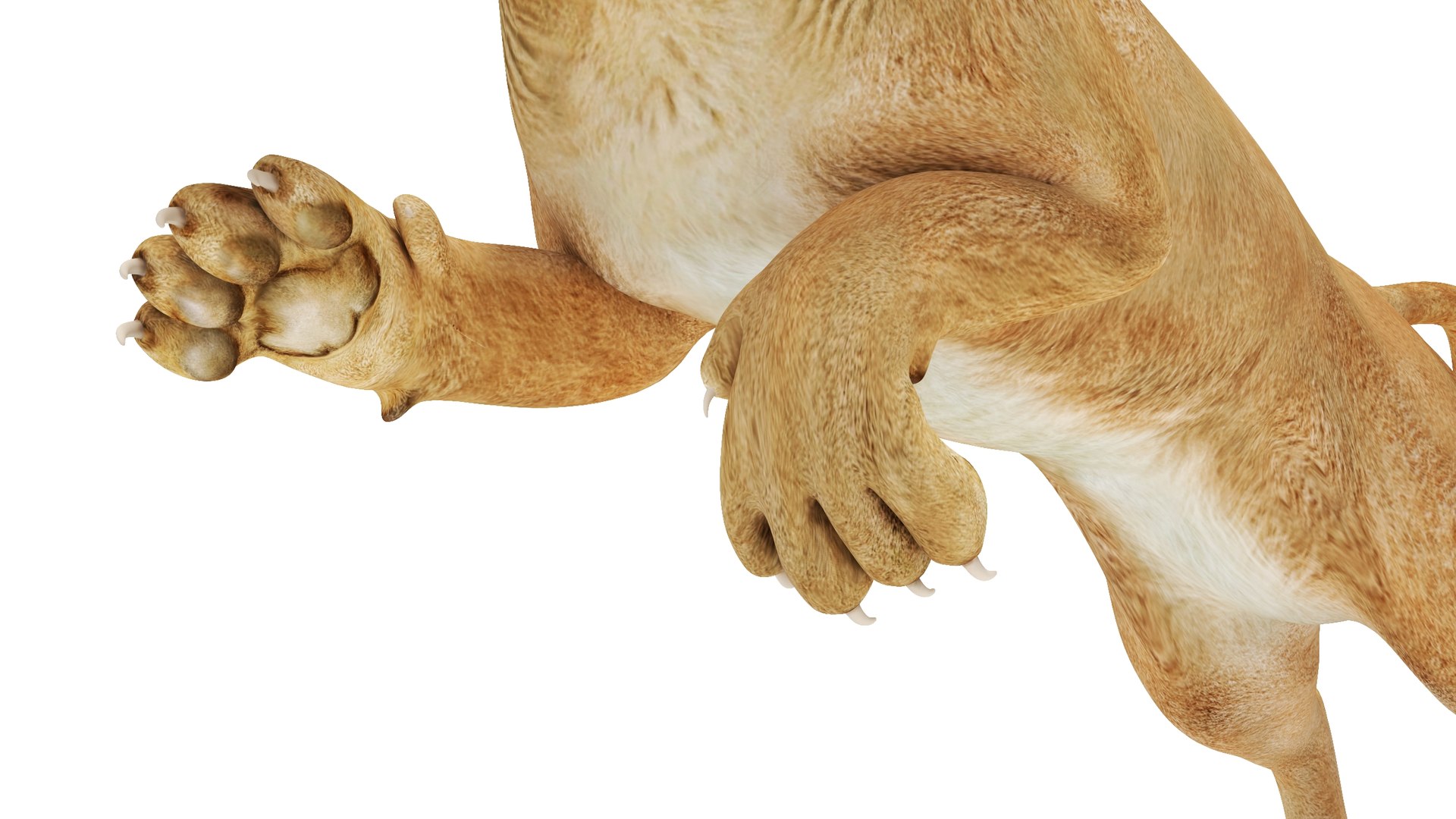 3D Jumping Puma - TurboSquid 2230640