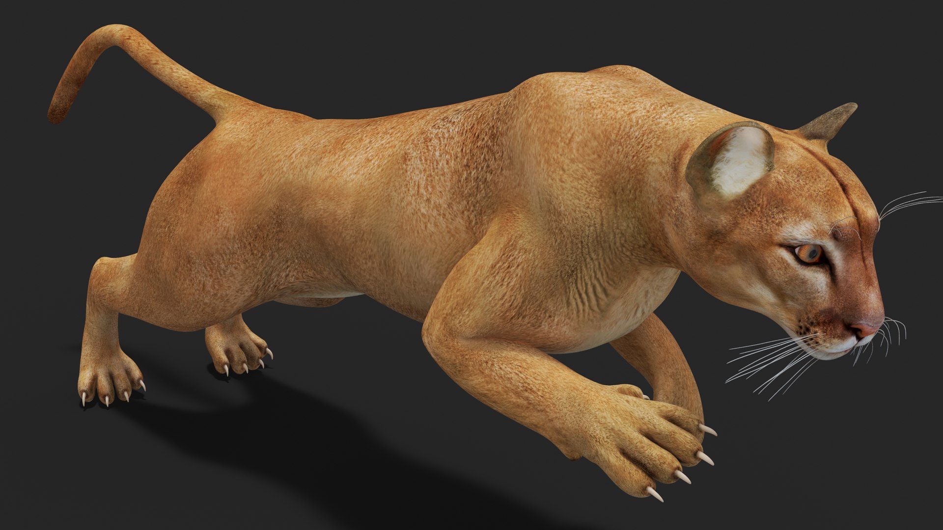 3D Jumping Puma - TurboSquid 2230640