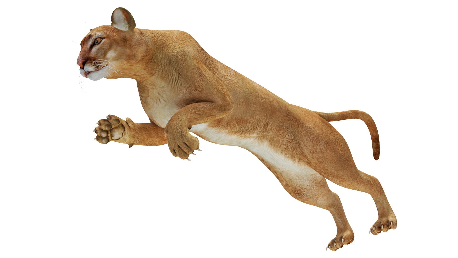 3D Jumping Puma - TurboSquid 2230640