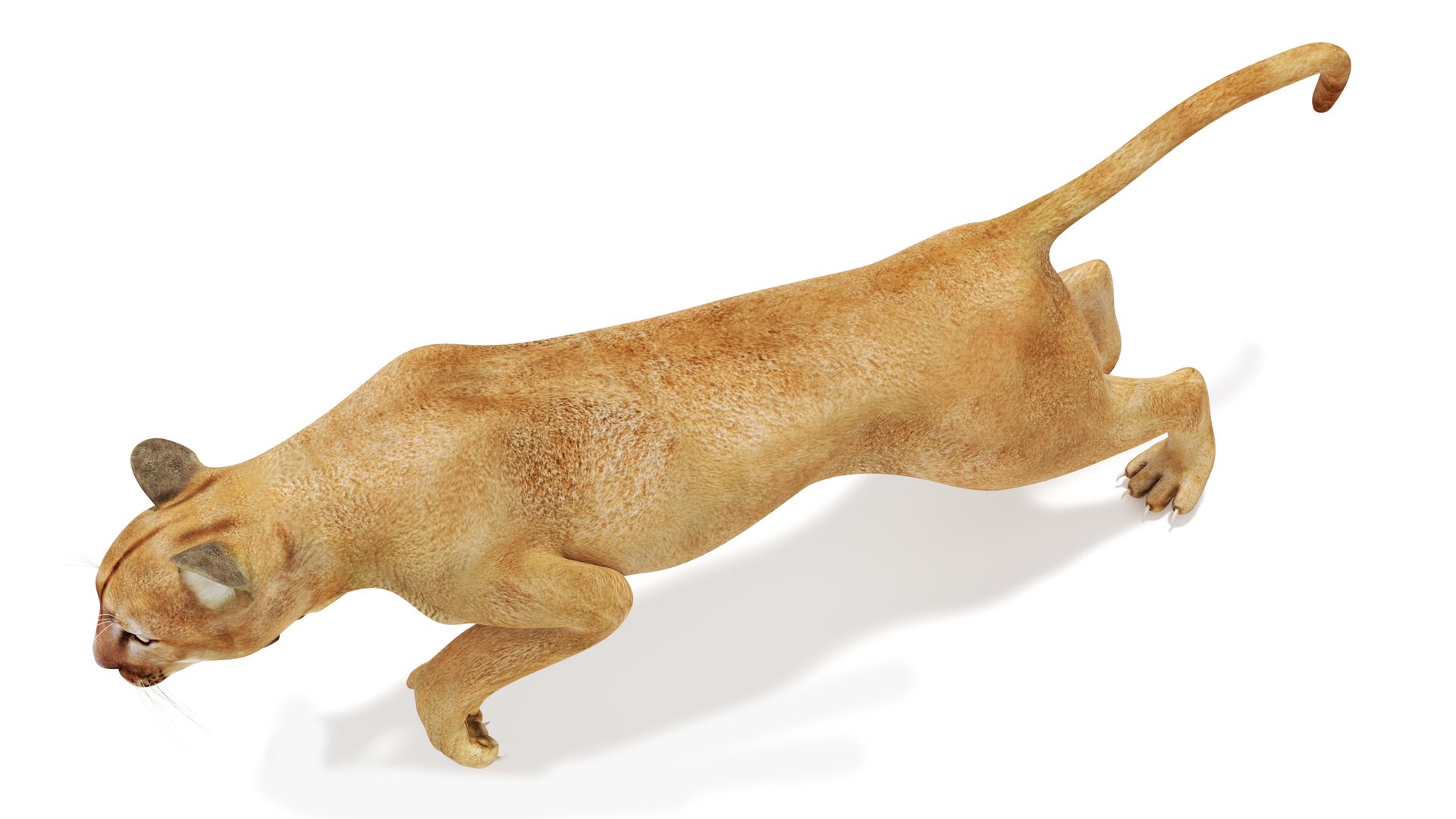 3D Jumping Puma - TurboSquid 2230640