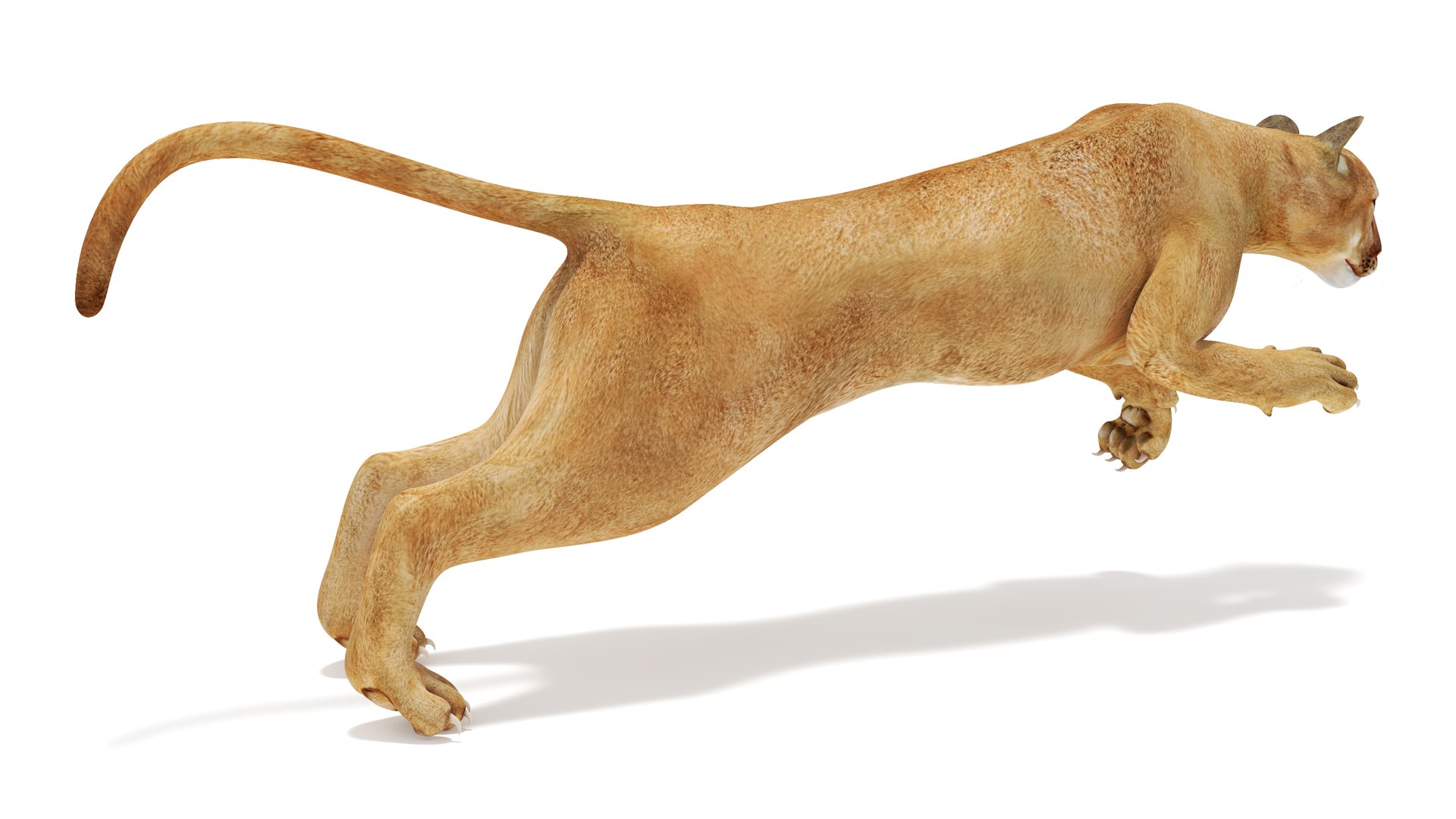 3D Jumping Puma - TurboSquid 2230640