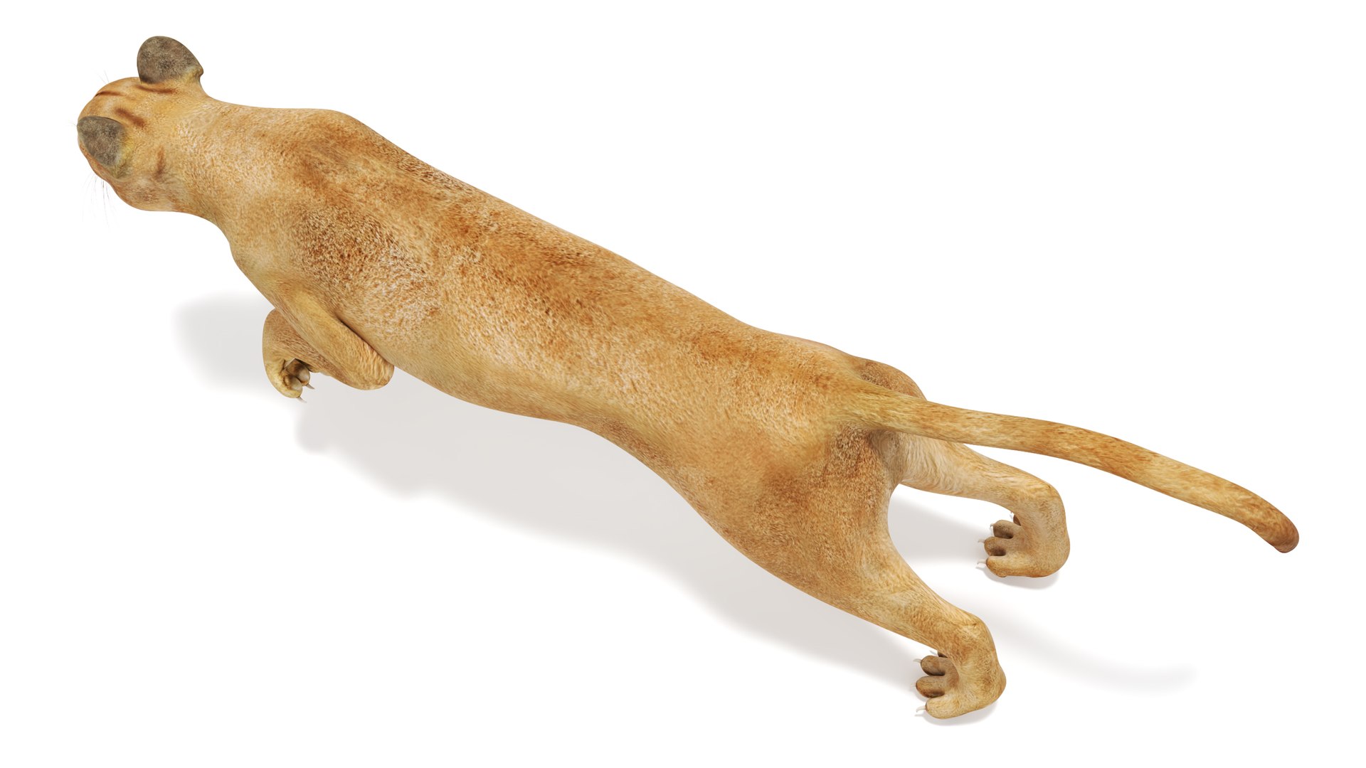 3D Jumping Puma - TurboSquid 2230640