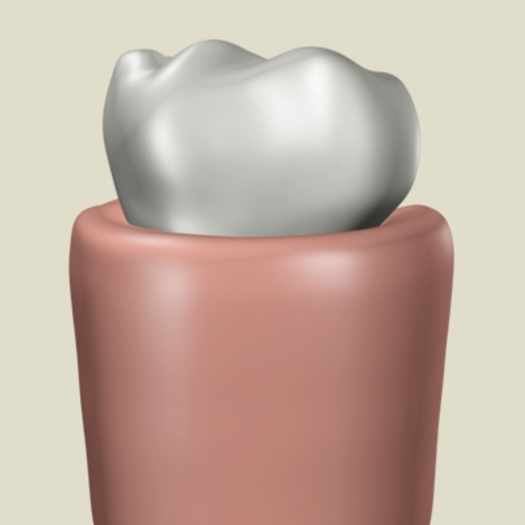 3ds Max Tooth Anatomy