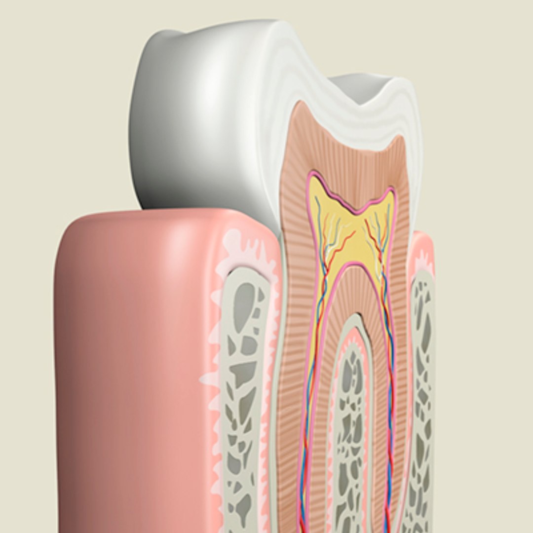 3ds Max Tooth Anatomy