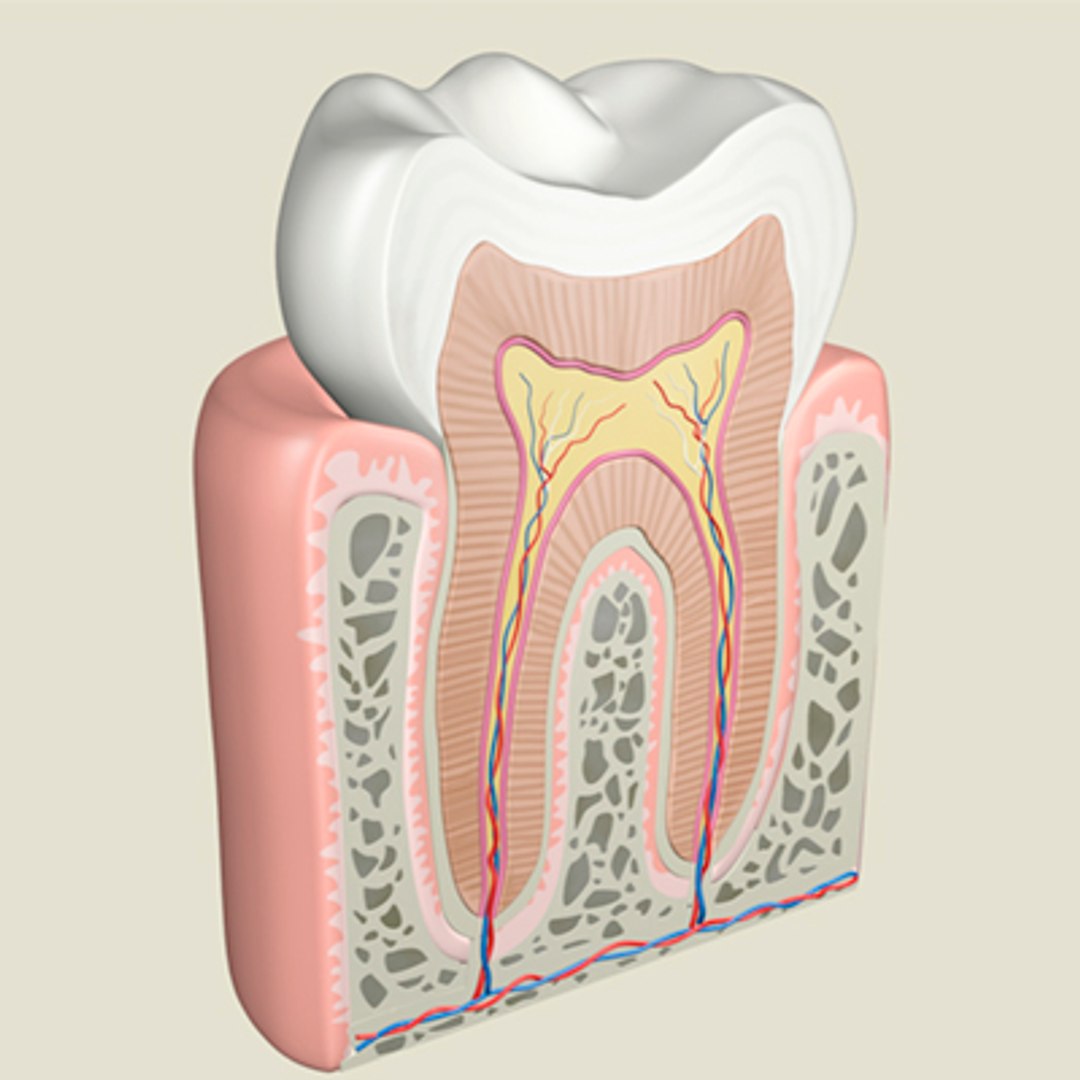 3ds Max Tooth Anatomy