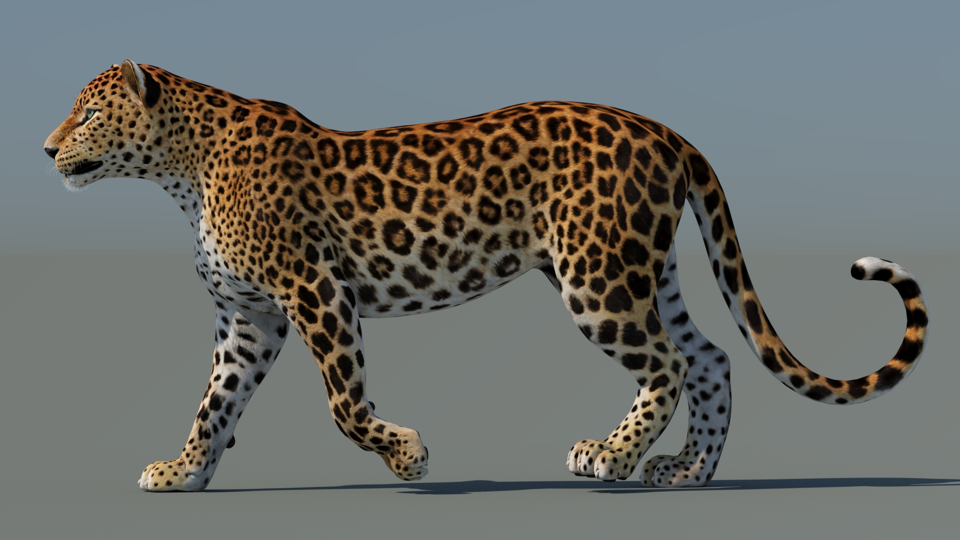 3D Model Sri Lankan Leopard Sri Lankan Leopard - TurboSquid 2284080