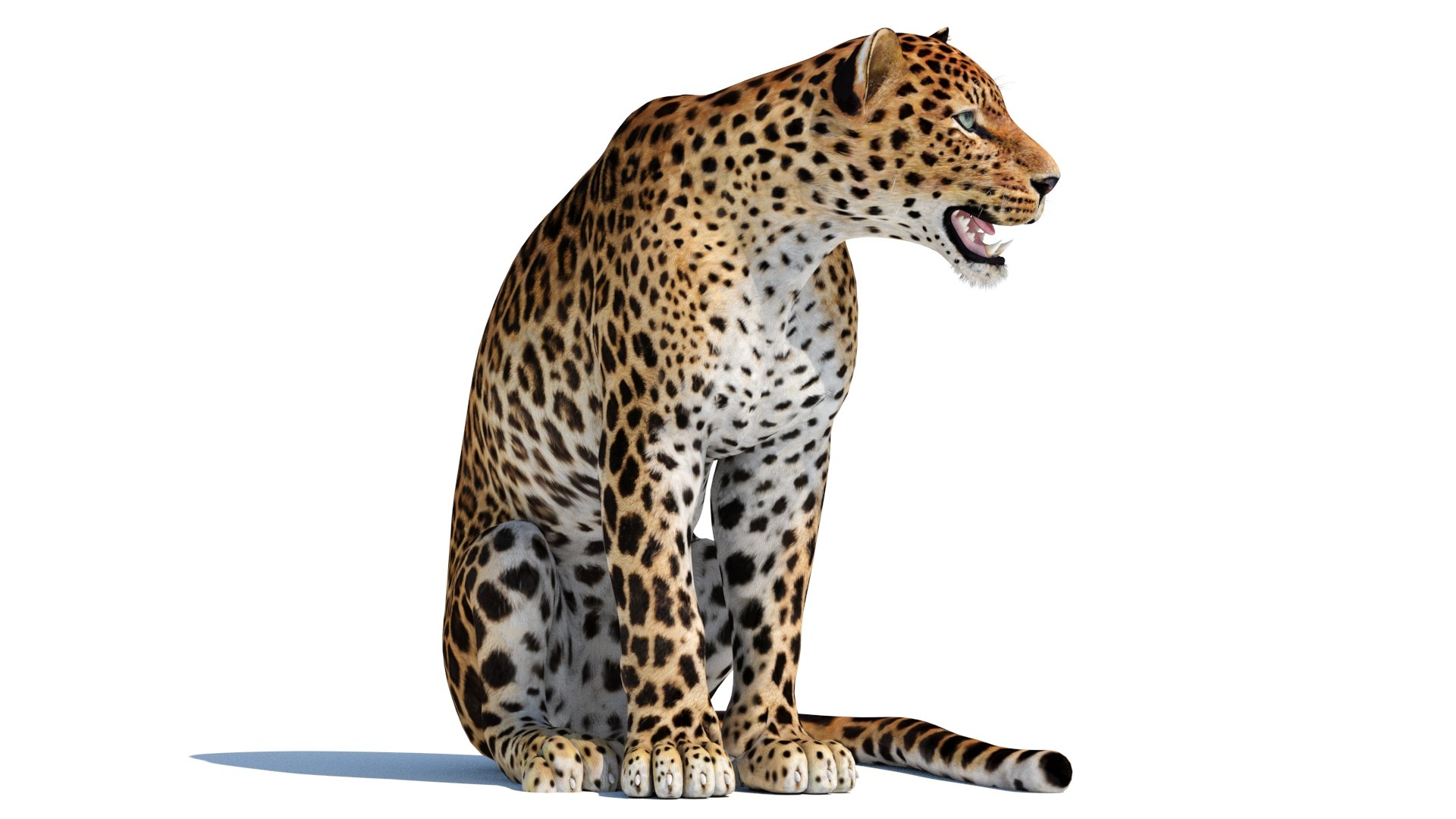 3D Model Sri Lankan Leopard Sri Lankan Leopard - TurboSquid 2284080