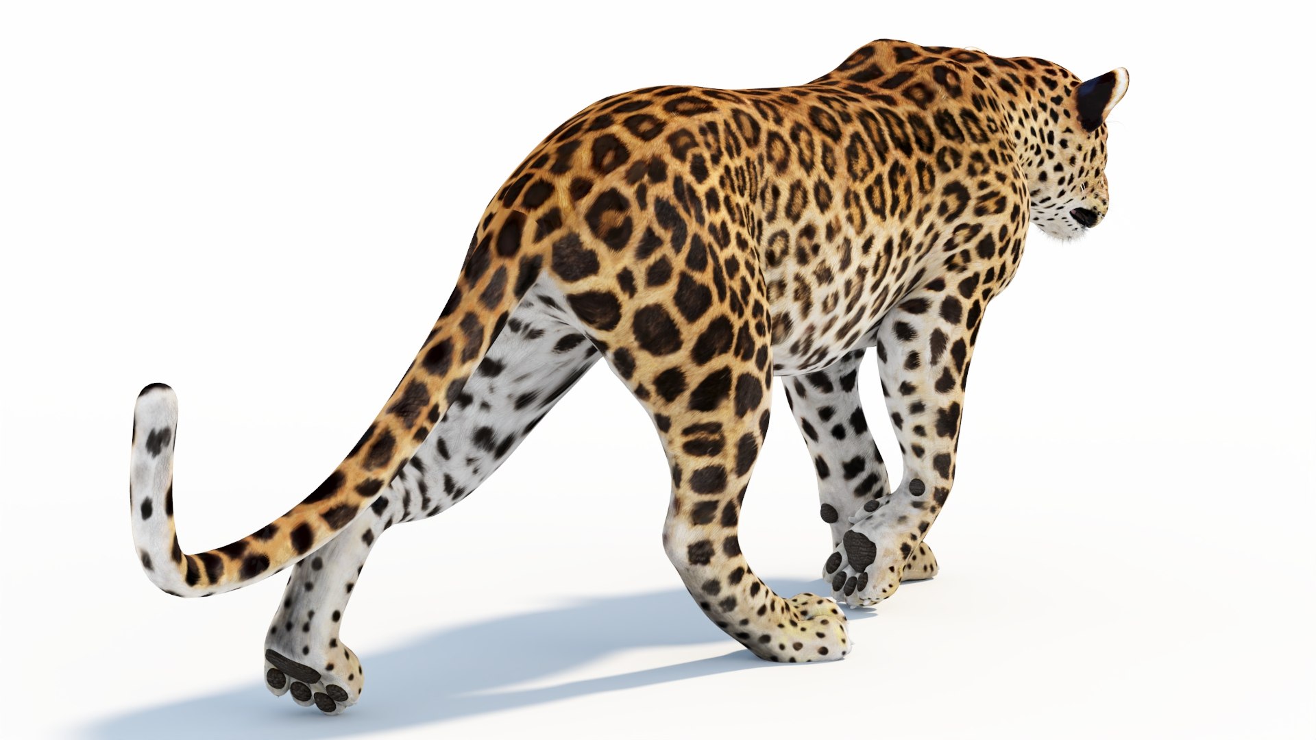 3D Model Sri Lankan Leopard Sri Lankan Leopard - TurboSquid 2284080