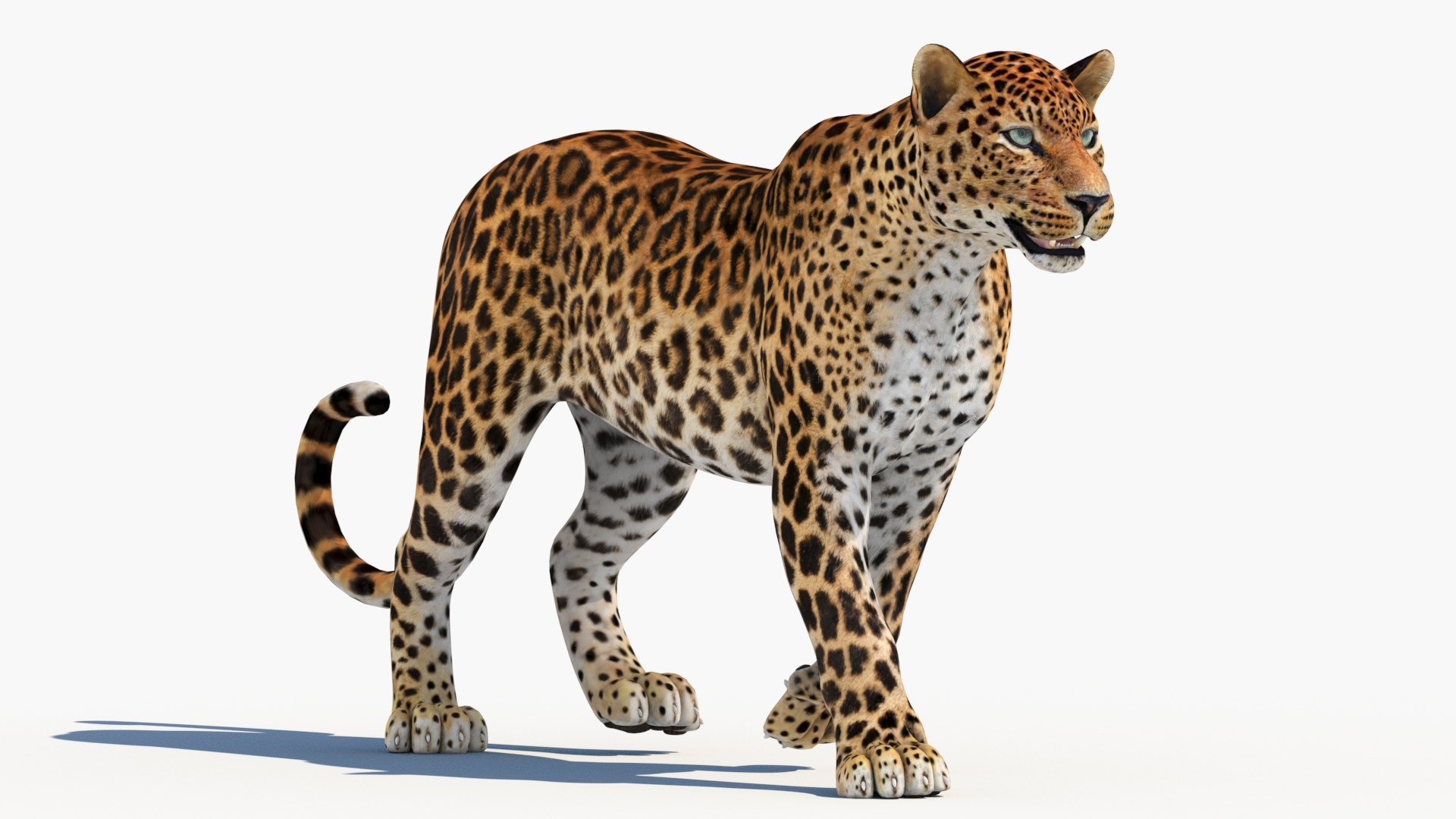 3D Model Sri Lankan Leopard Sri Lankan Leopard - TurboSquid 2284080