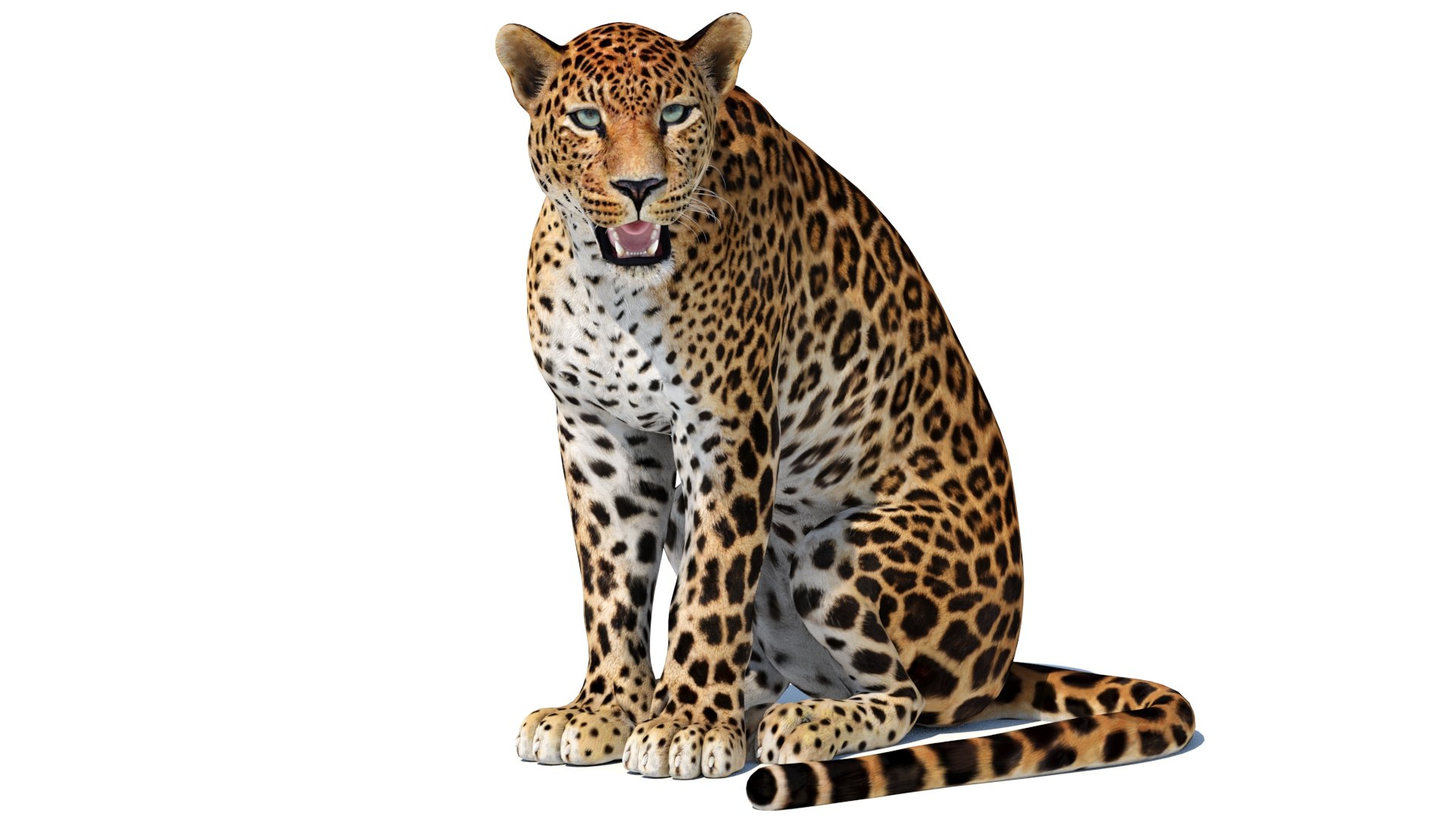 3D Model Sri Lankan Leopard Sri Lankan Leopard - TurboSquid 2284080