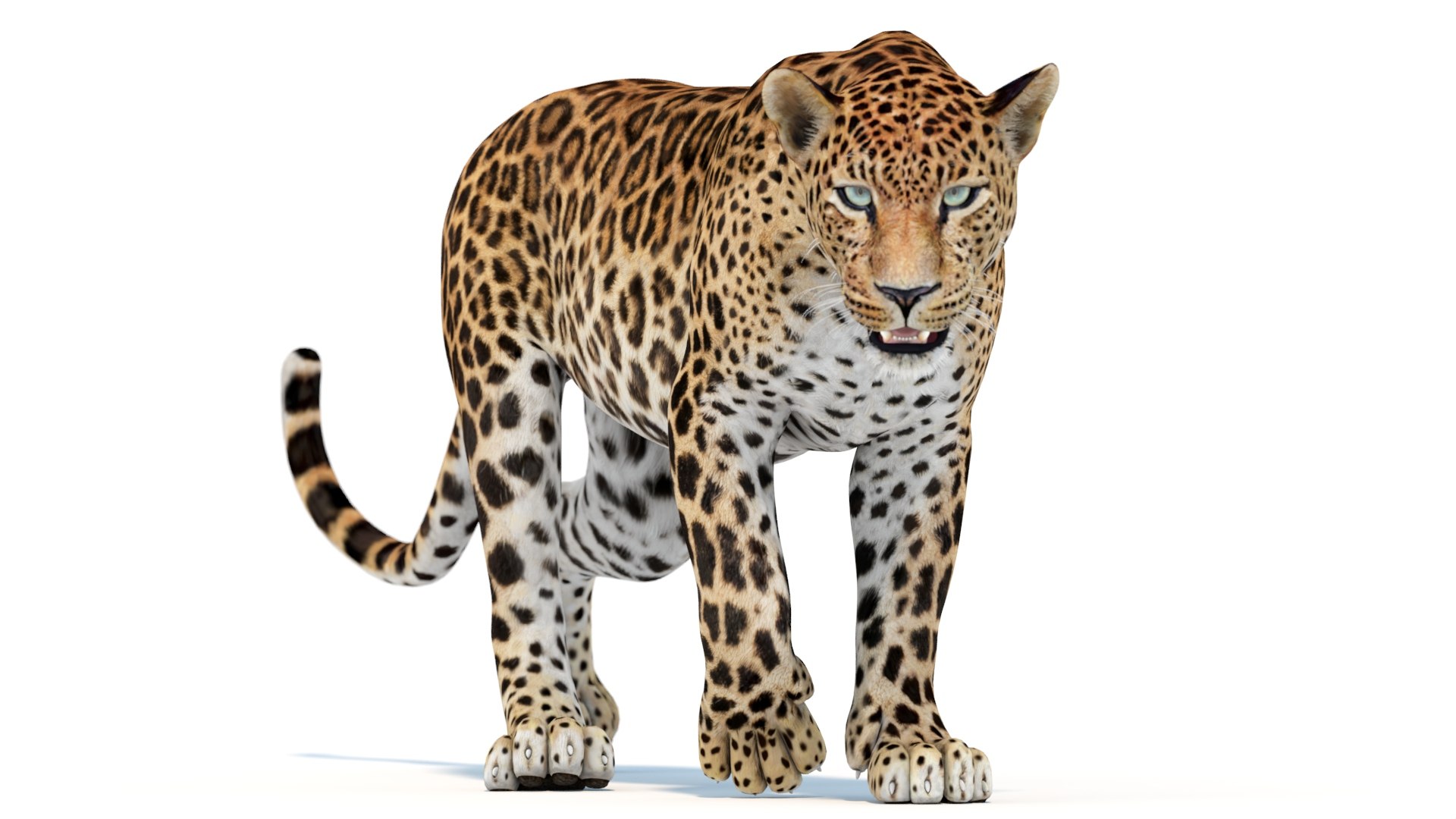 3D Model Sri Lankan Leopard Sri Lankan Leopard - TurboSquid 2284080