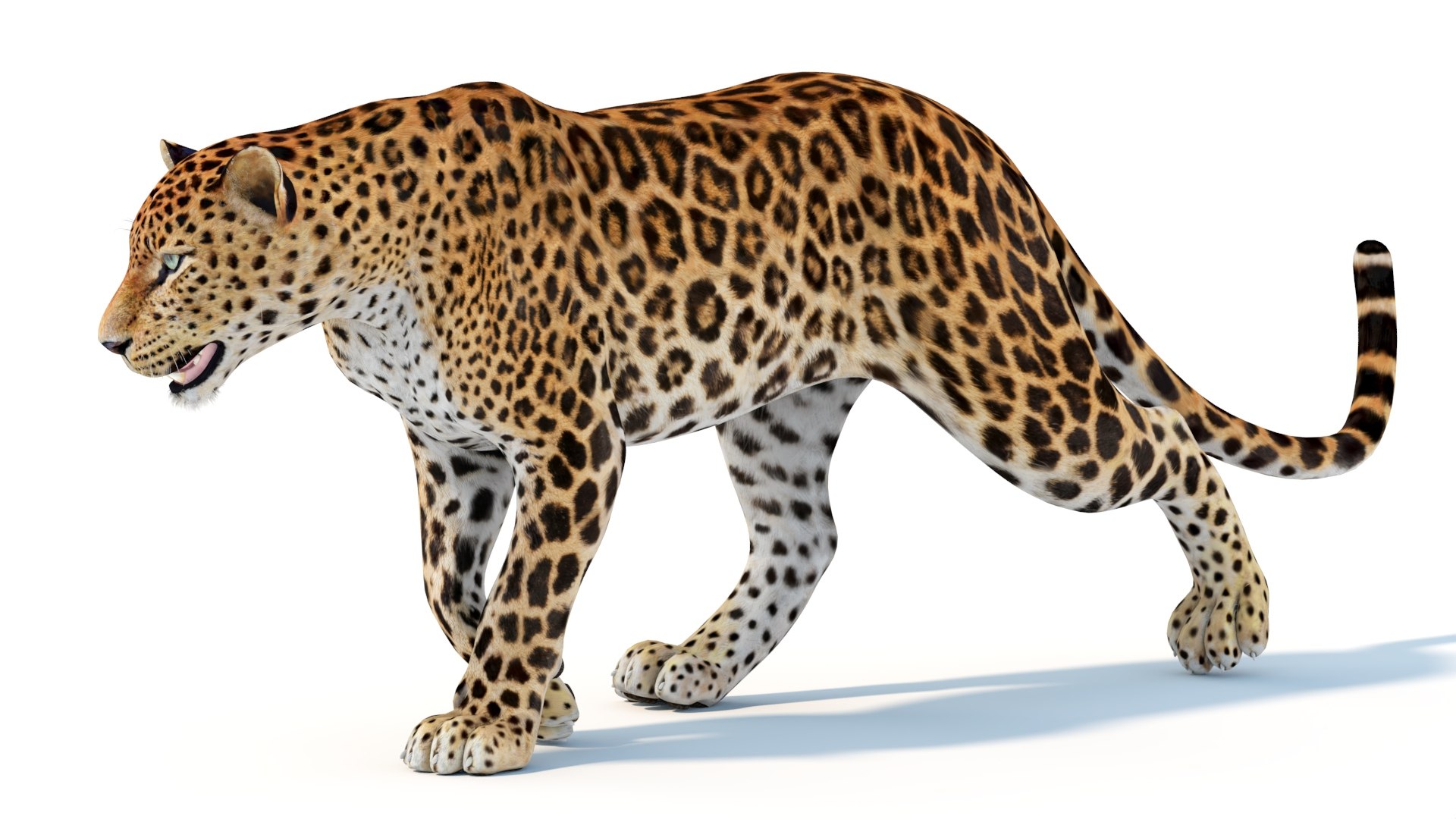 3D Model Sri Lankan Leopard Sri Lankan Leopard - TurboSquid 2284080