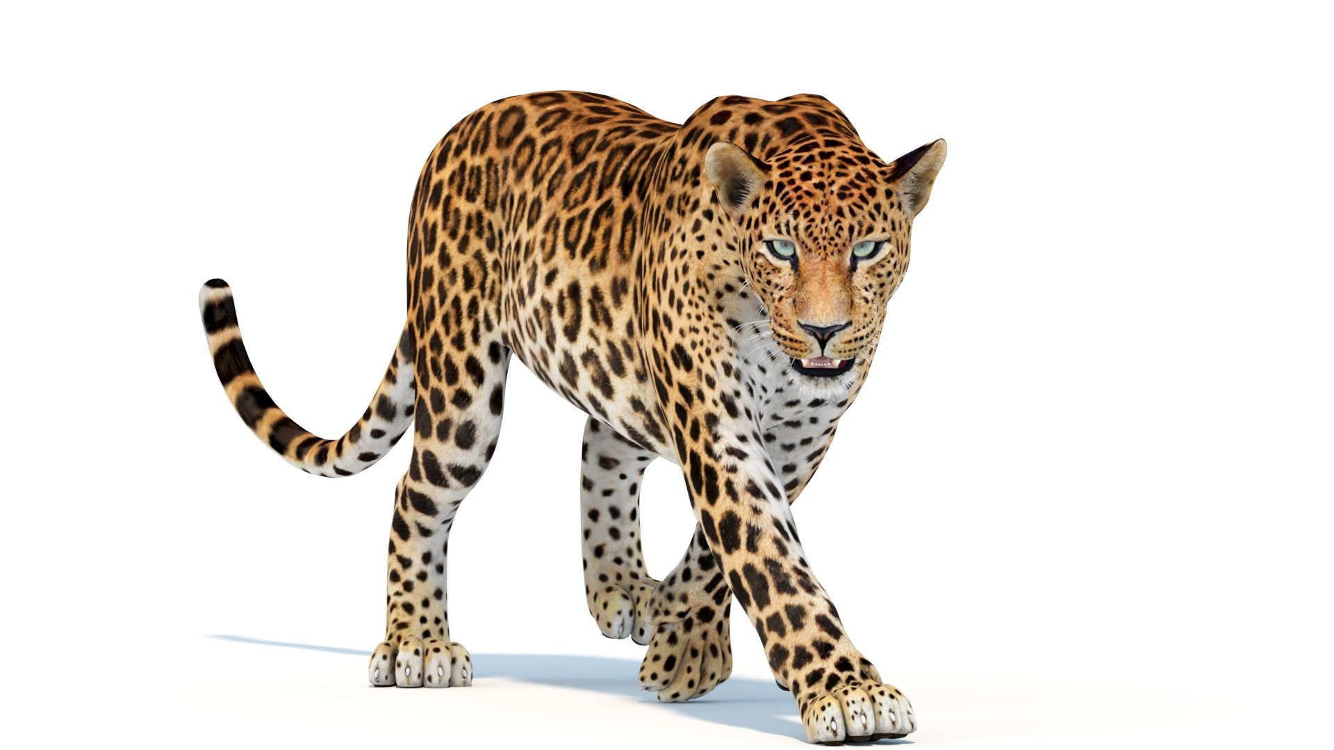 3D Model Sri Lankan Leopard Sri Lankan Leopard - TurboSquid 2284080
