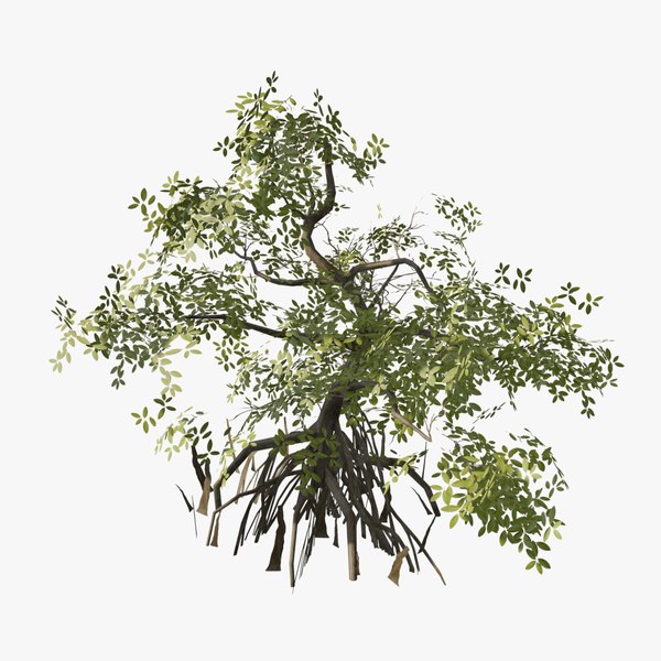 3D Mangrove Models | TurboSquid