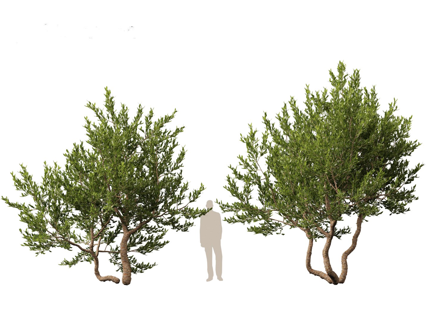 Pistacia Lentiscus - Mastic 3D Model - TurboSquid 2210433