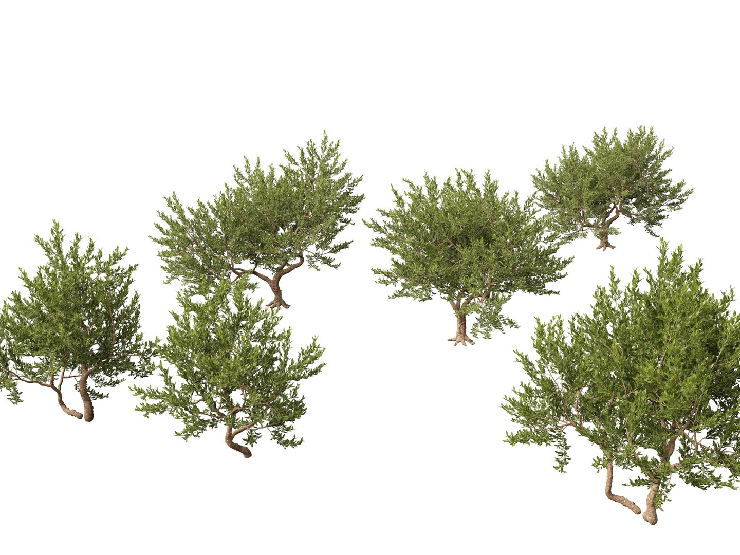 Pistacia Lentiscus - Mastic 3D Model - TurboSquid 2210433