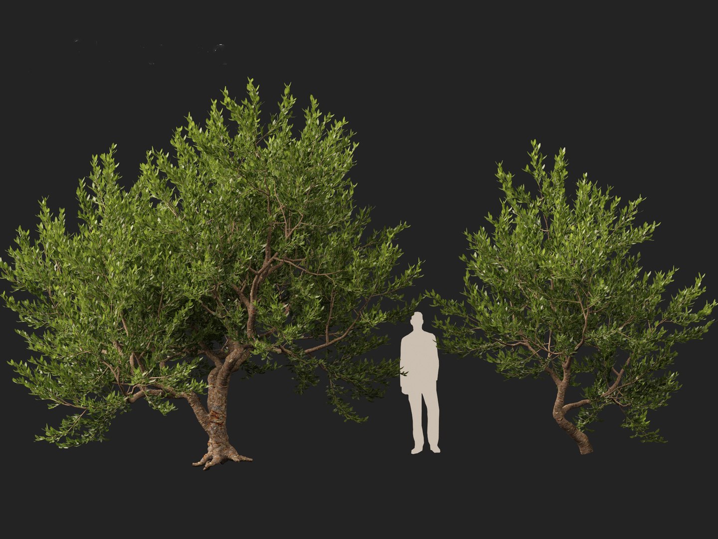 Pistacia Lentiscus - Mastic 3D Model - TurboSquid 2210433