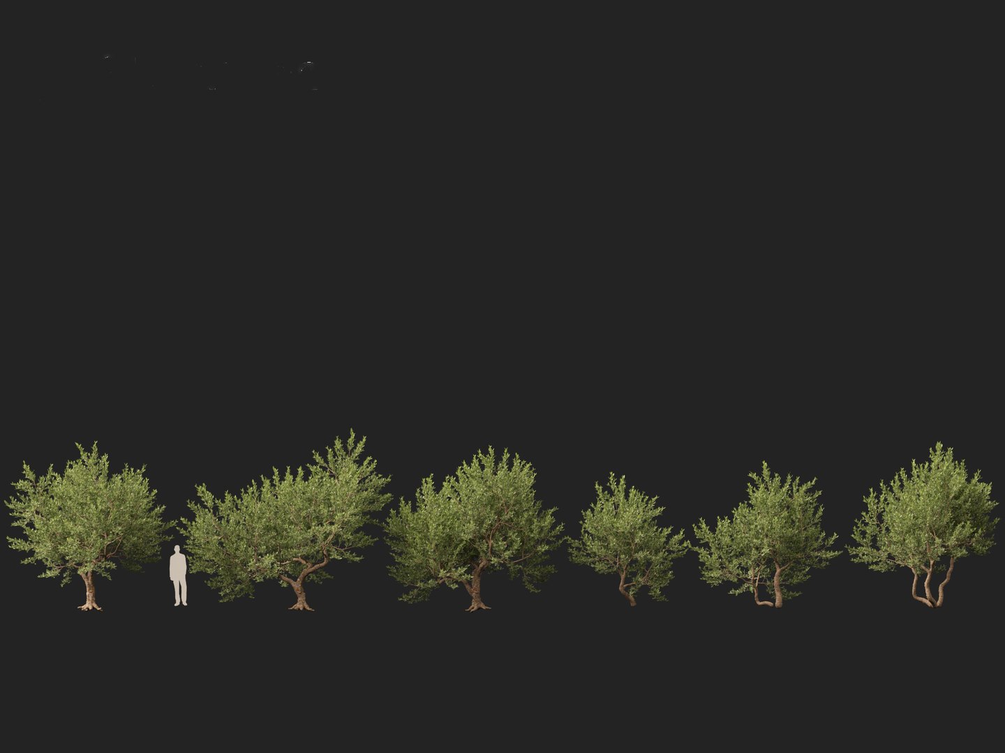 Pistacia Lentiscus - Mastic 3D Model - TurboSquid 2210433