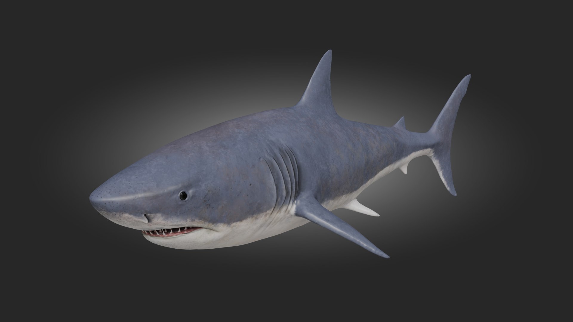 3D PBR High Quality Shark 3D Model Model - TurboSquid 2303208