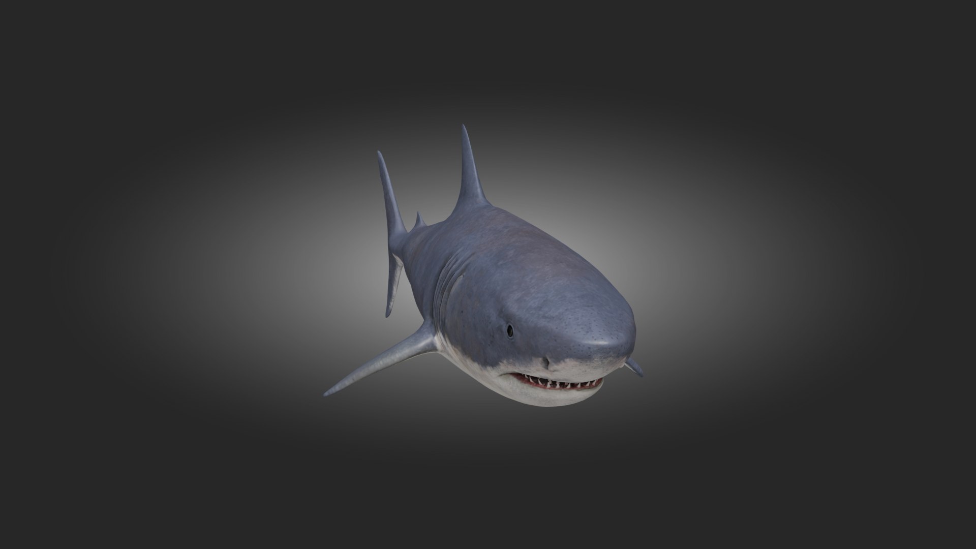 3D PBR High Quality Shark 3D Model Model - TurboSquid 2303208