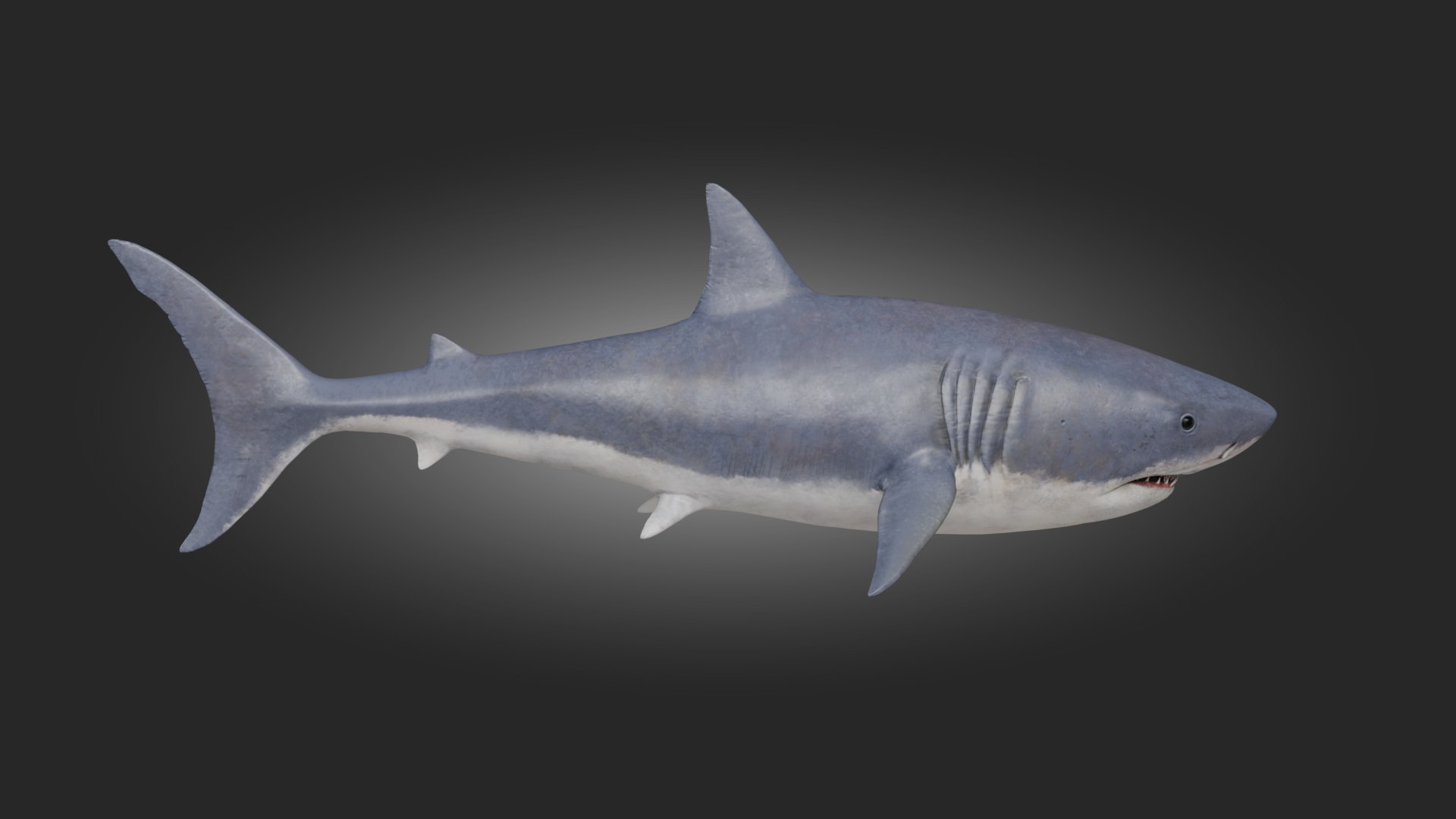 3D PBR High Quality Shark 3D Model Model - TurboSquid 2303208