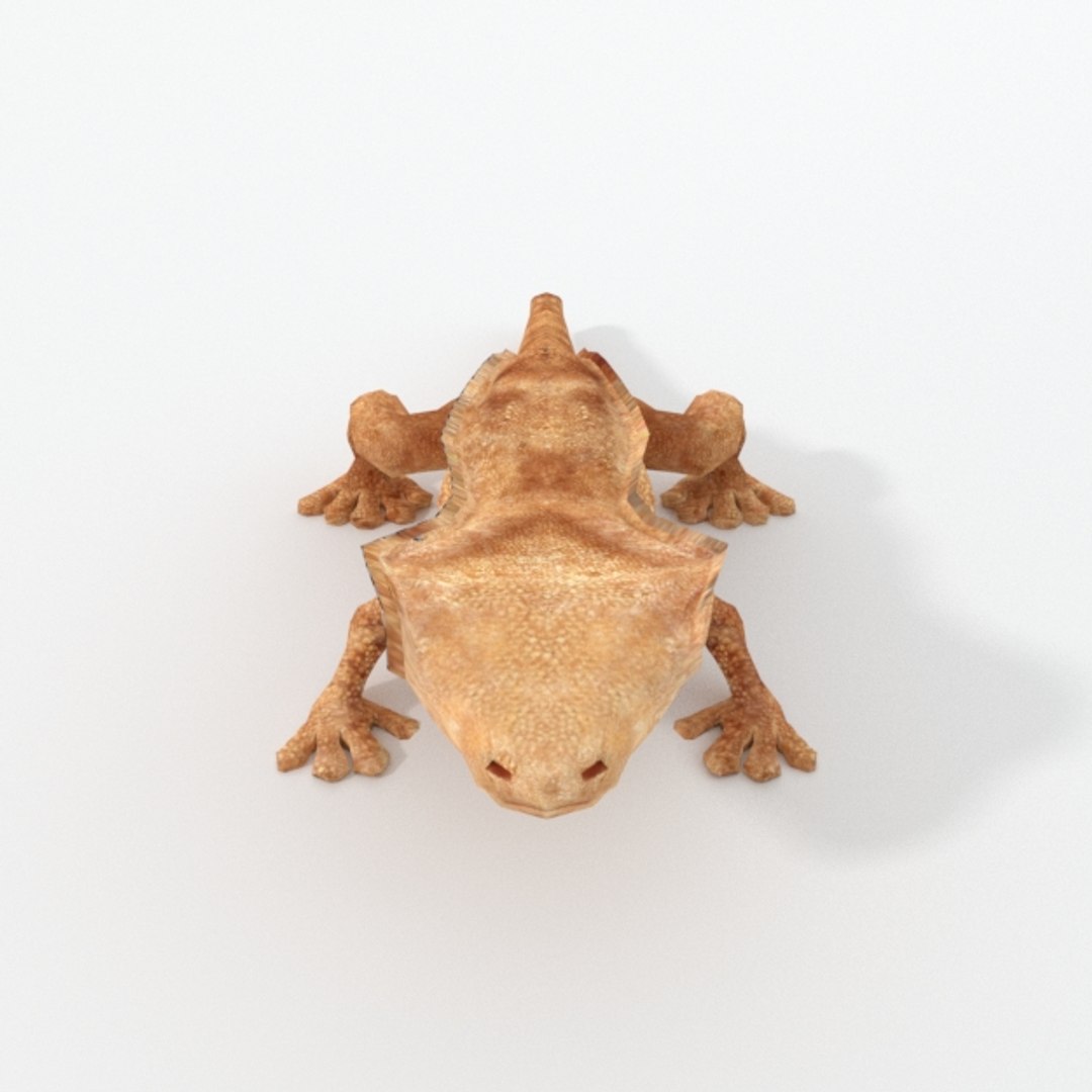 Crested Gecko 3D Model - TurboSquid 1364336