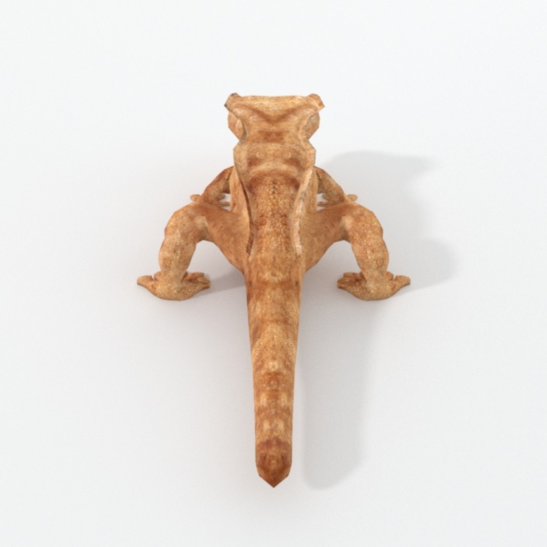 Crested Gecko 3D Model - TurboSquid 1364336