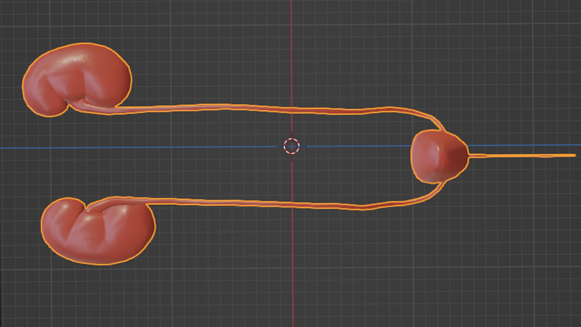 3D Model of Urinary System v23D模型 - TurboSquid 2076936