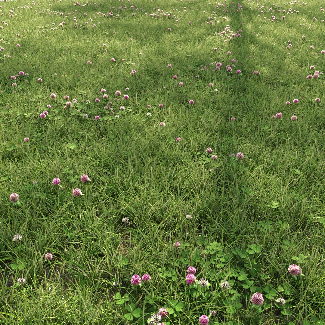 Field Grass With Clover 02 3D - TurboSquid 2149486