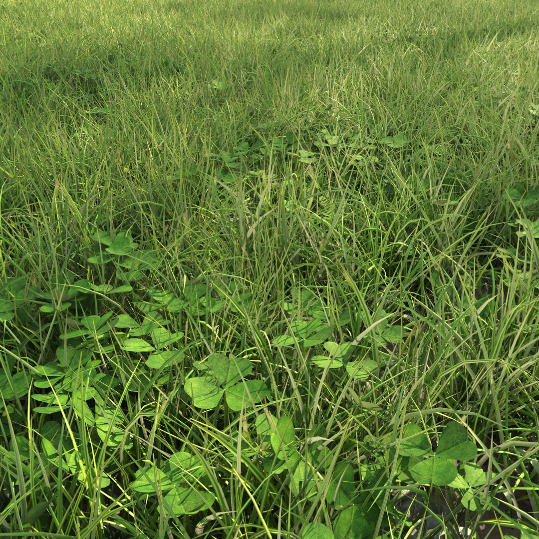Field Grass With Clover 02 3D - TurboSquid 2149486
