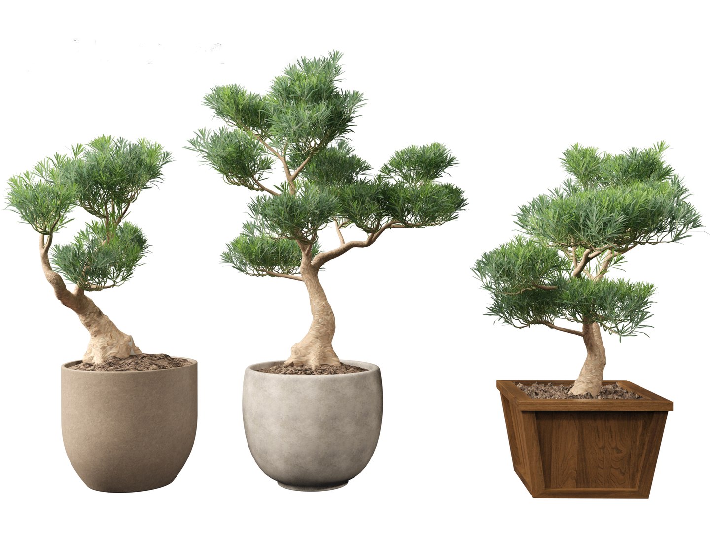 Podocarpus Macrophyllus - Buddhist Pine 01 3D Model - TurboSquid 2131274