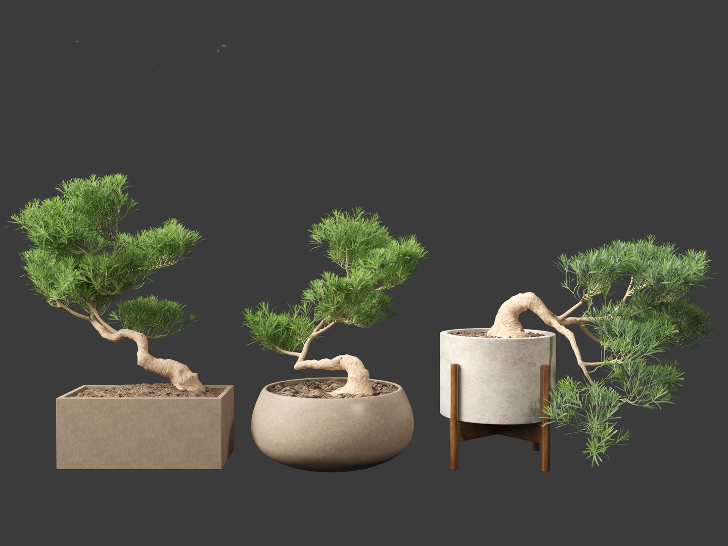 Podocarpus Macrophyllus - Buddhist Pine 01 3D Model - TurboSquid 2131274