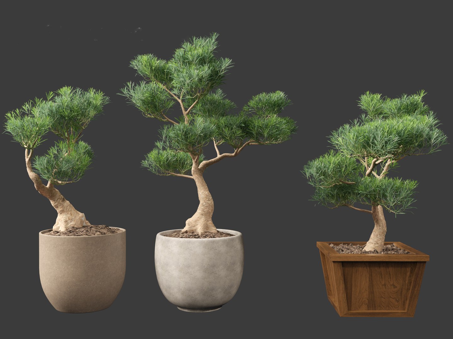 Podocarpus Macrophyllus - Buddhist Pine 01 3D Model - TurboSquid 2131274