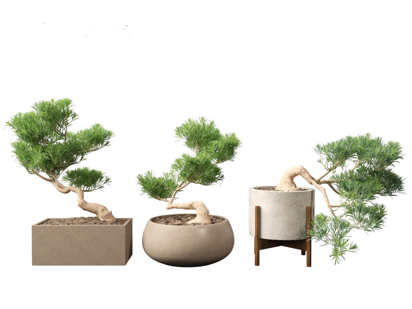 Podocarpus Macrophyllus - Buddhist Pine 01 3D Model - TurboSquid 2131274