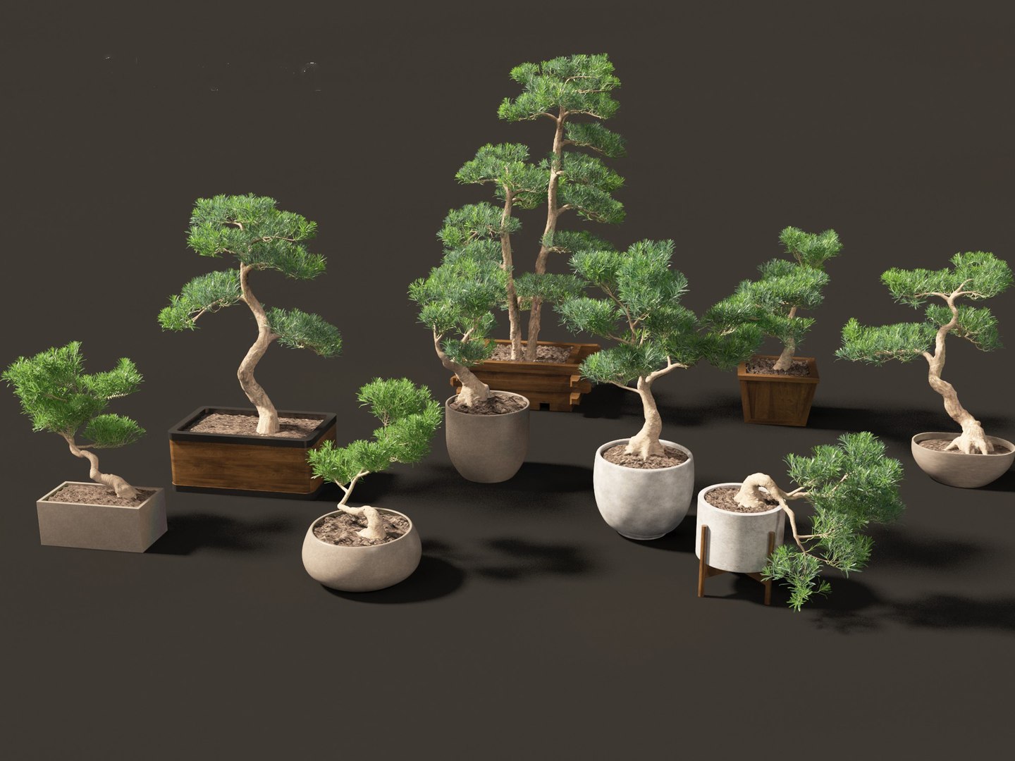 Podocarpus Macrophyllus - Buddhist Pine 01 3D Model - TurboSquid 2131274