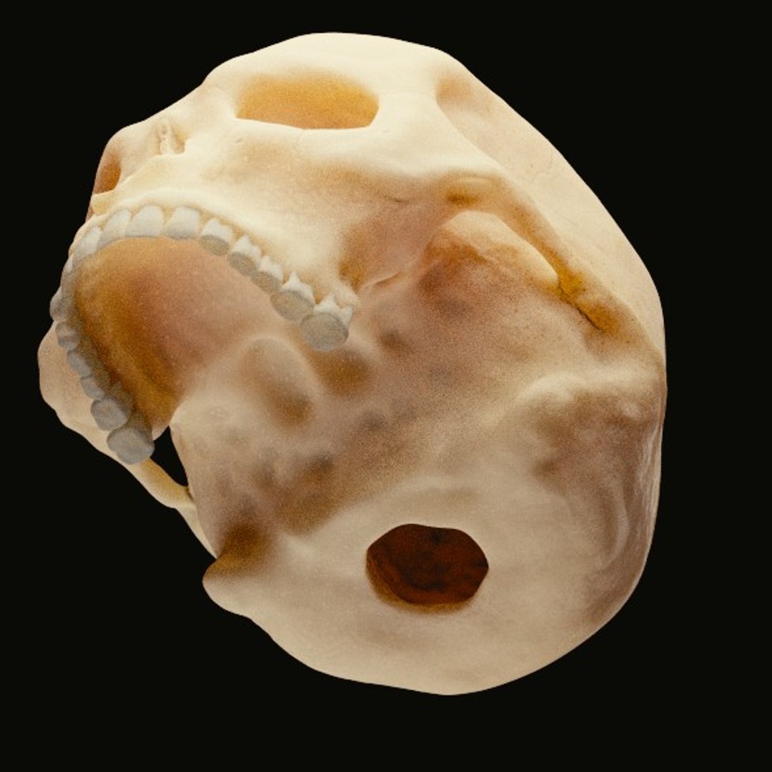 Human skull model - TurboSquid 1377242