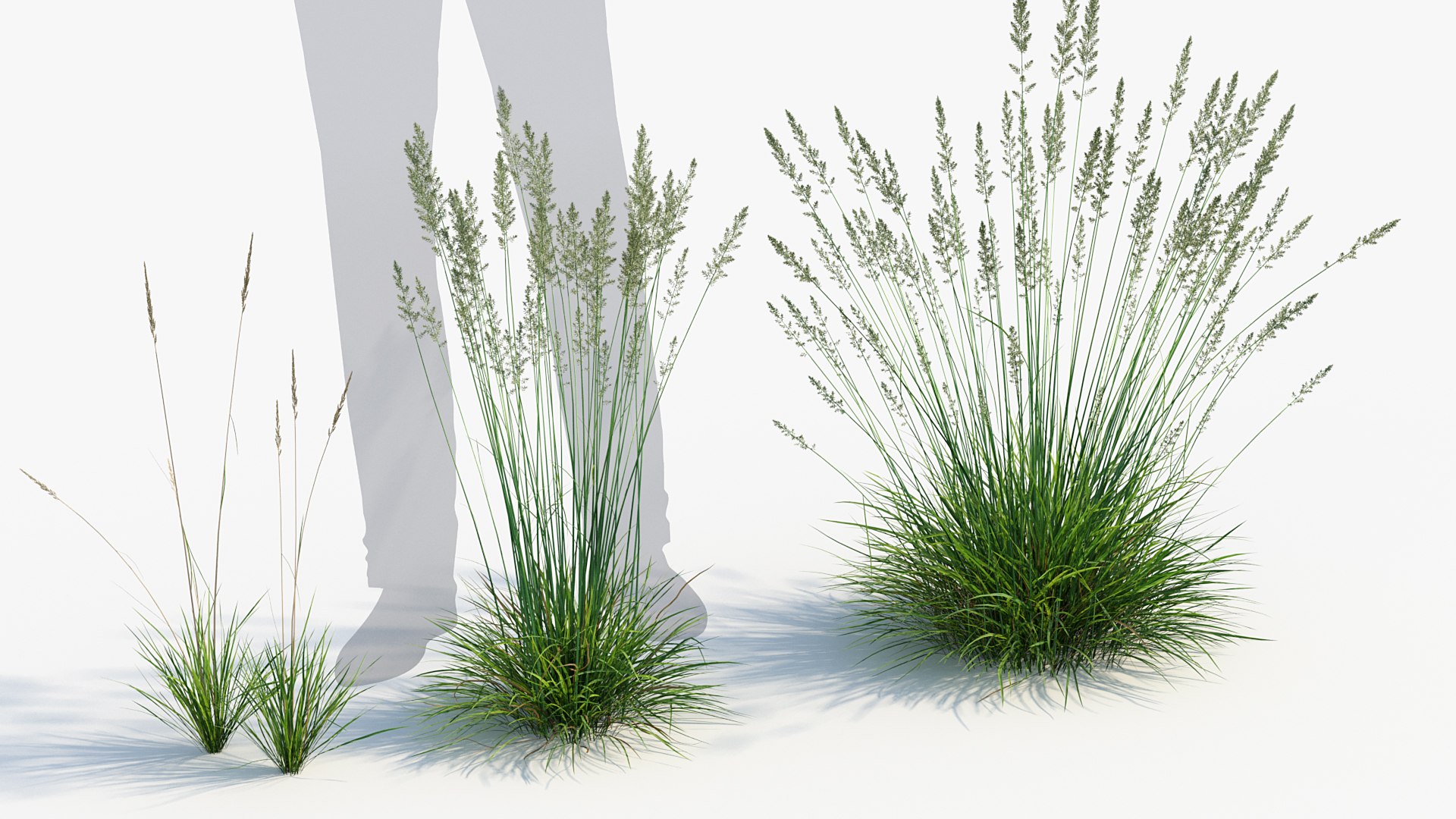 Koeleria Macrantha Prairie Junegrass 3D Model - TurboSquid 2080722