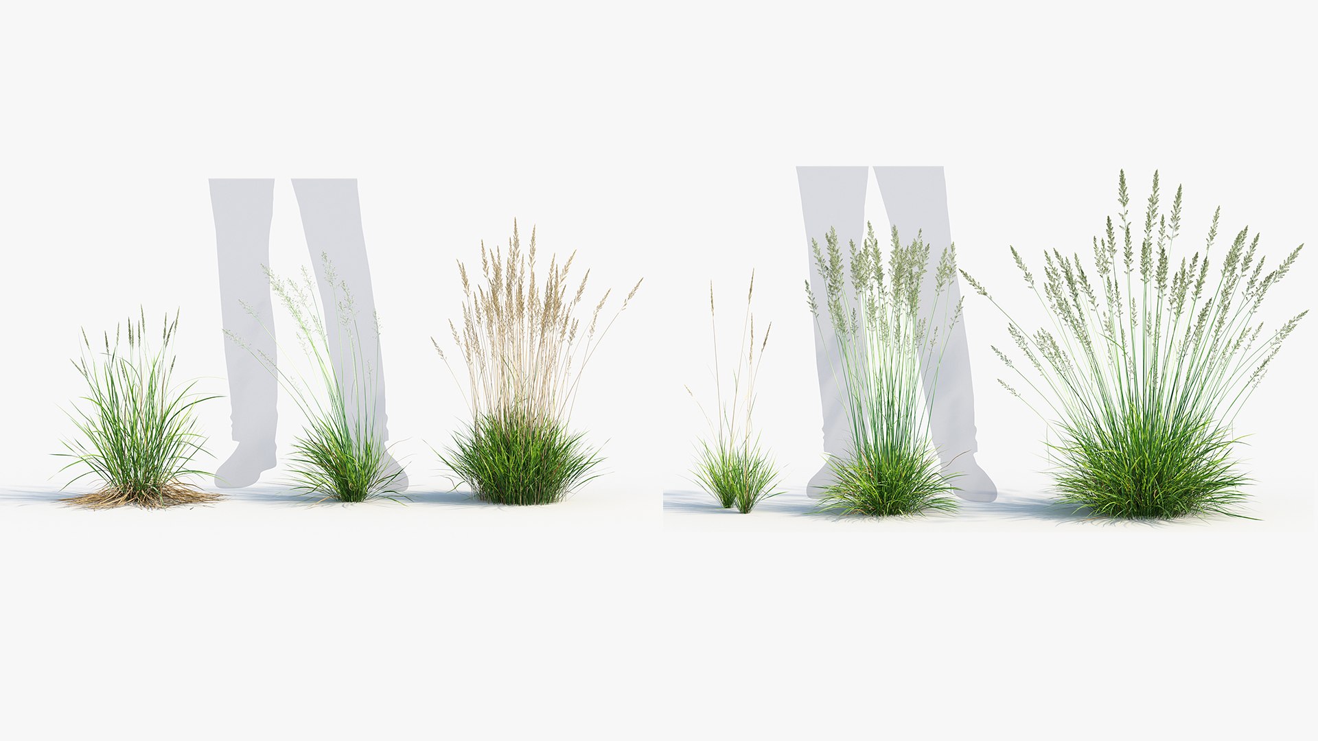 Koeleria Macrantha Prairie Junegrass 3D Model - TurboSquid 2080722