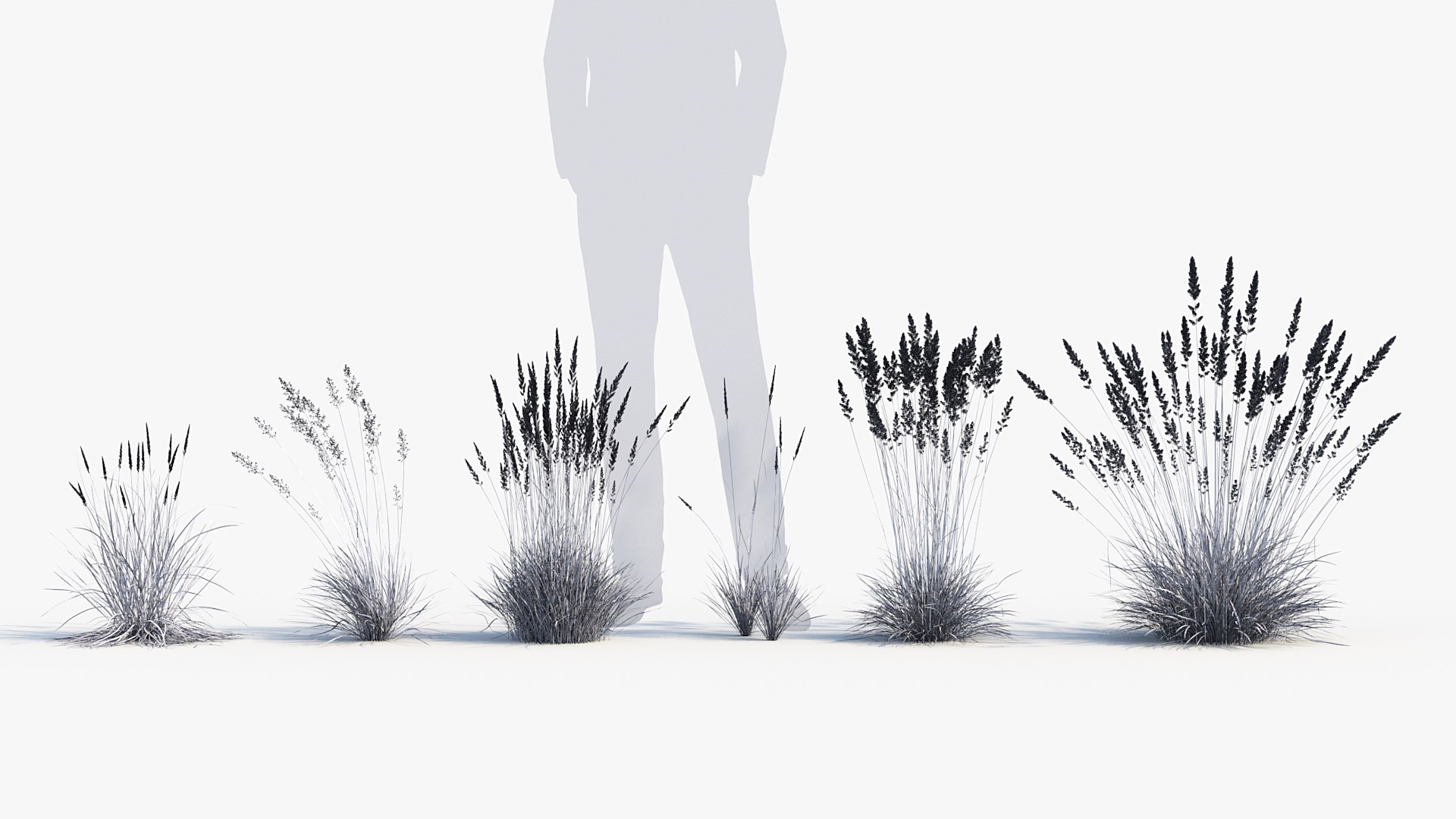 Koeleria Macrantha Prairie Junegrass 3D Model - TurboSquid 2080722