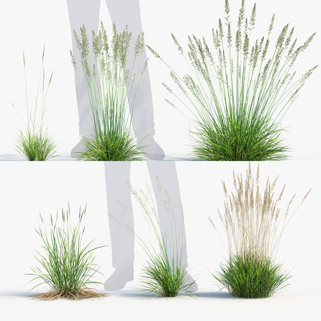 Koeleria Macrantha Prairie Junegrass 3D Model - TurboSquid 2080722