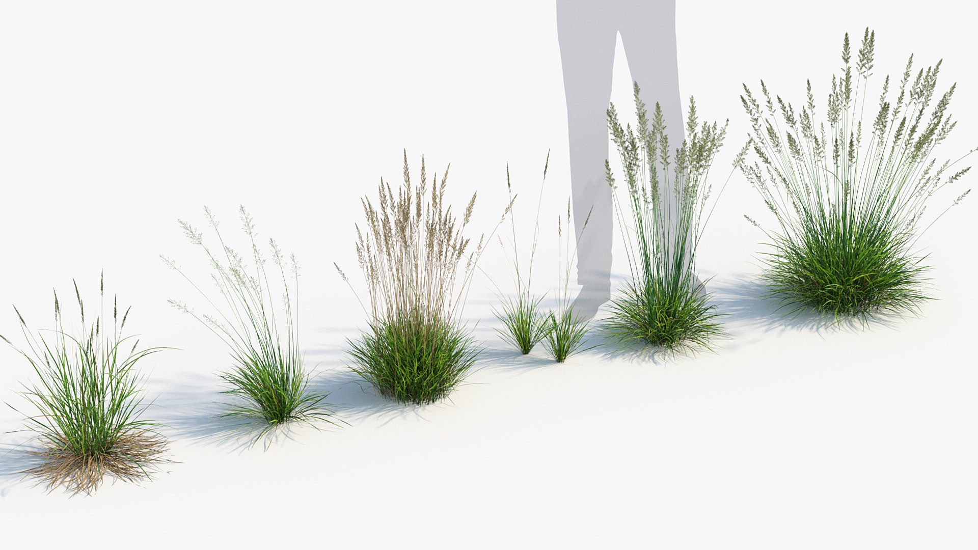 Koeleria Macrantha Prairie Junegrass 3D Model - TurboSquid 2080722