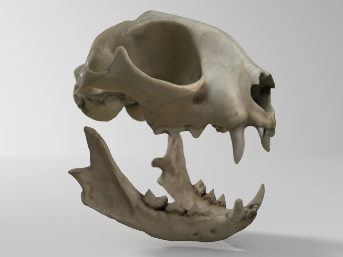 Skull Domestic Cat Obj