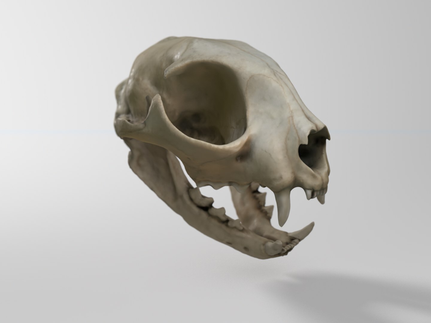 Skull Domestic Cat Obj