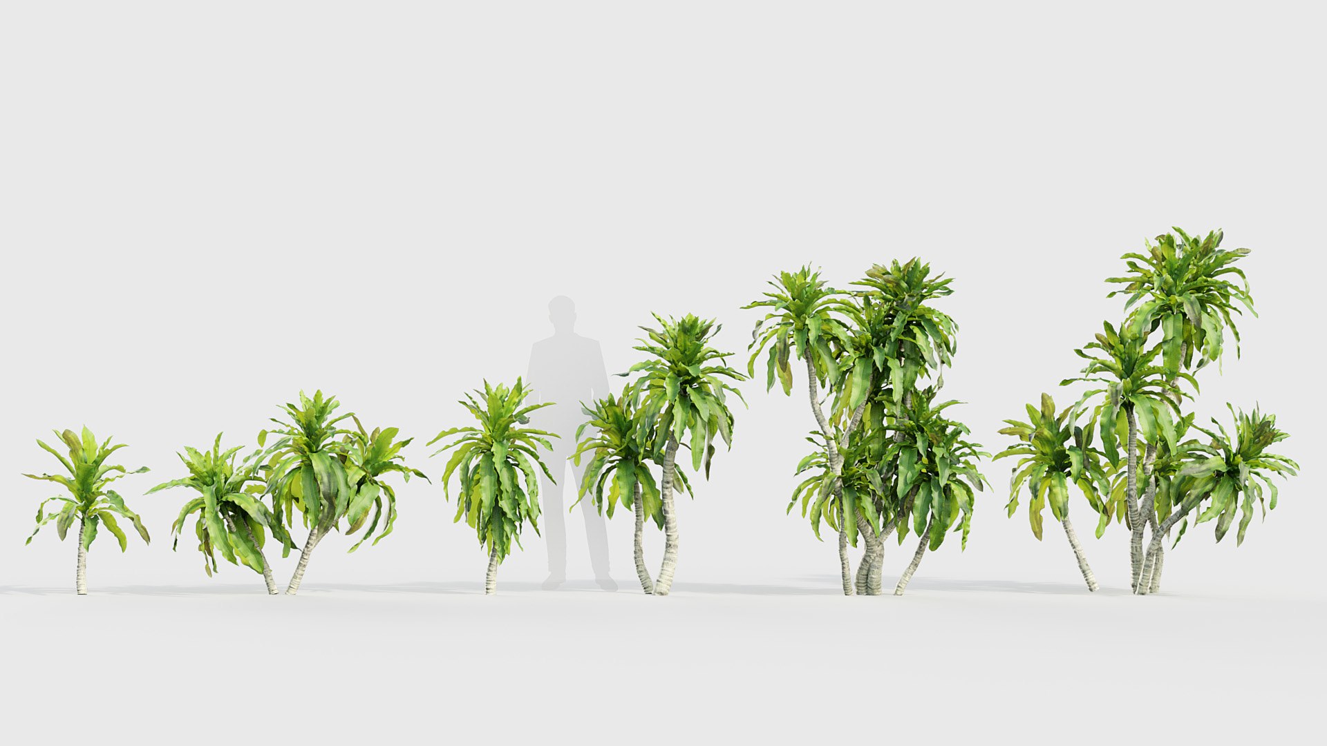 Dracaena Aletriformis Dragon Tree 3D - TurboSquid 2082642