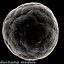 Cell Spherical Ovum 3d Model